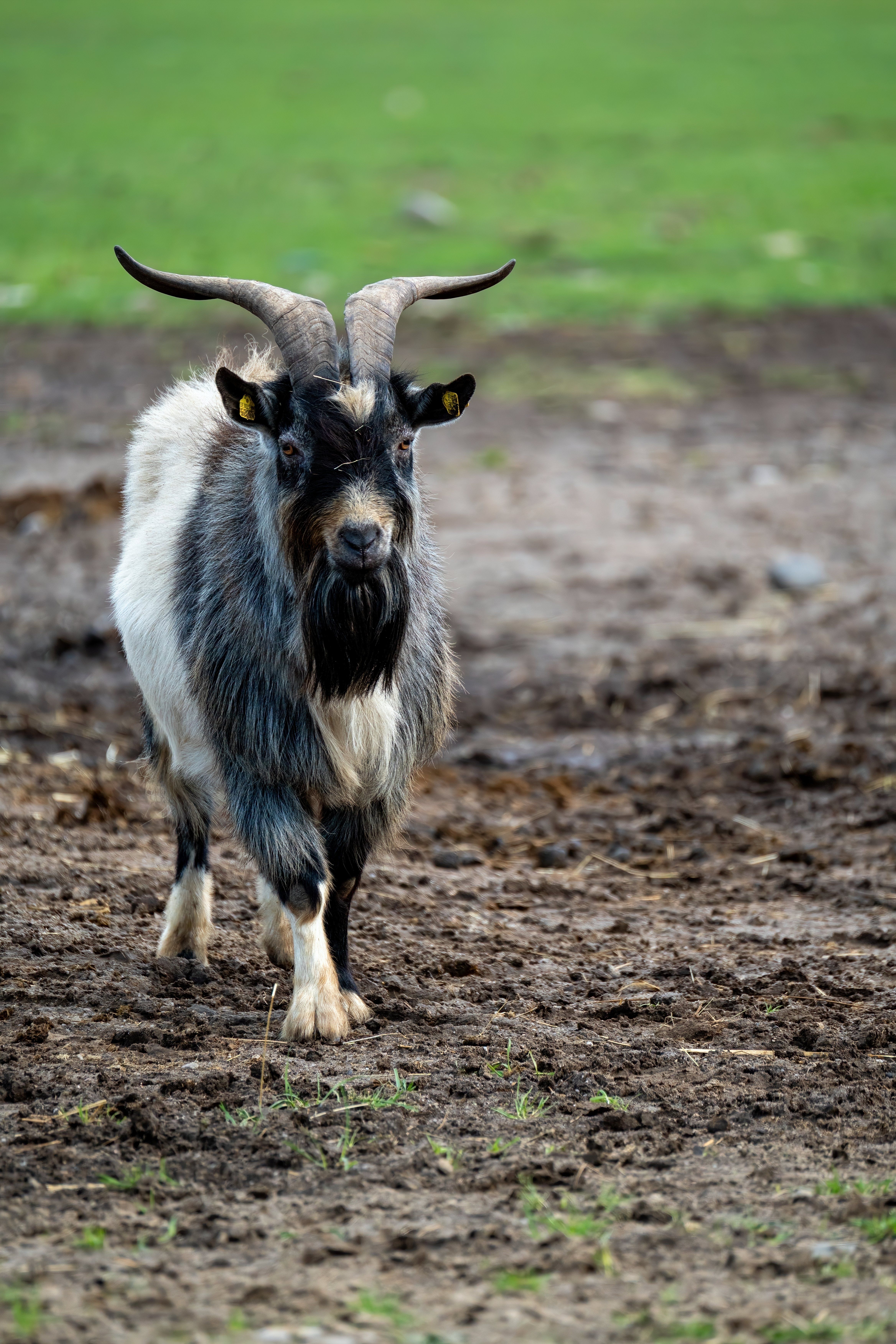 Majestic Goat on a Rural Farm Scene · Free Stock Photo