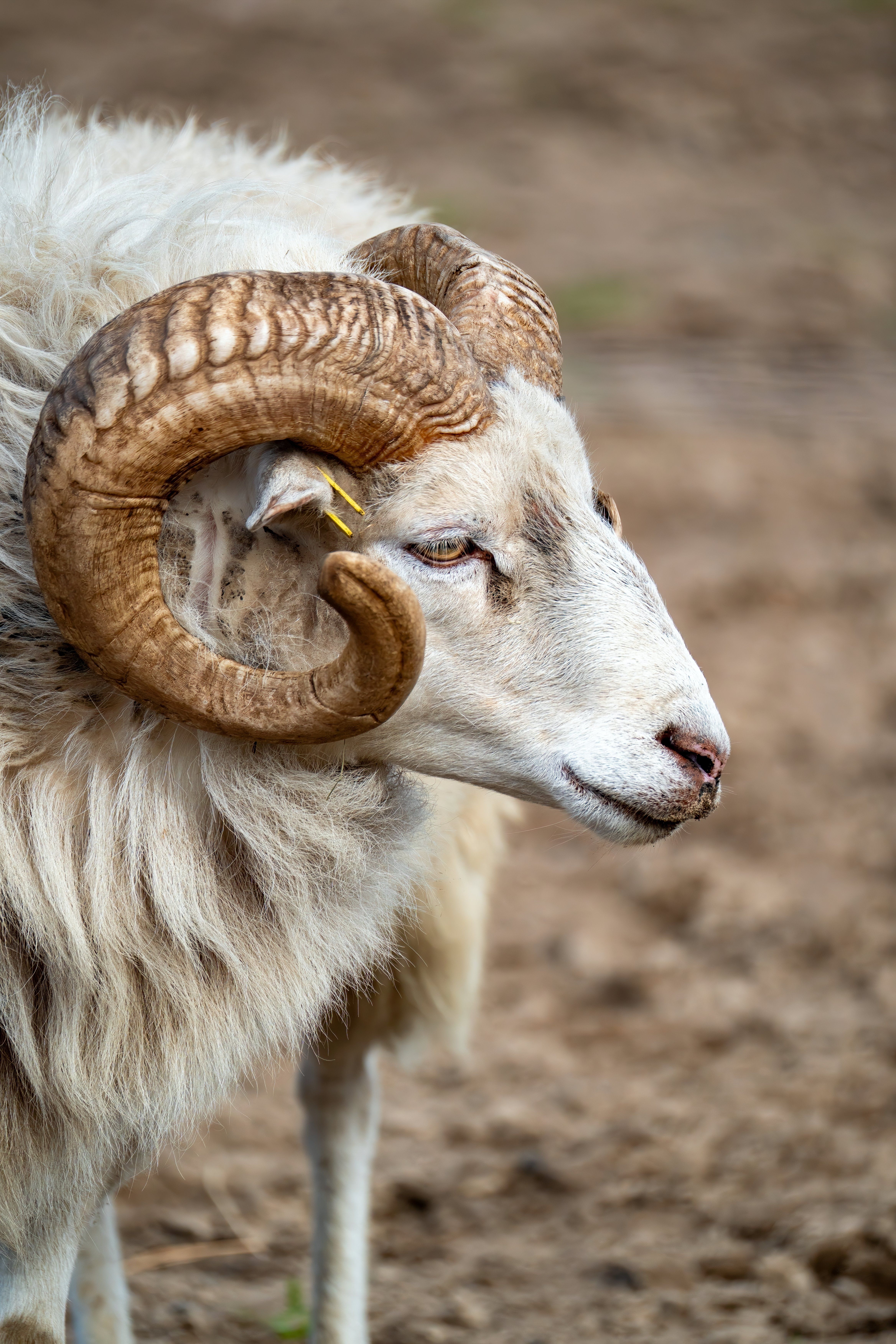 Close-up Photo of a Herd of Sheep · Free Stock Photo