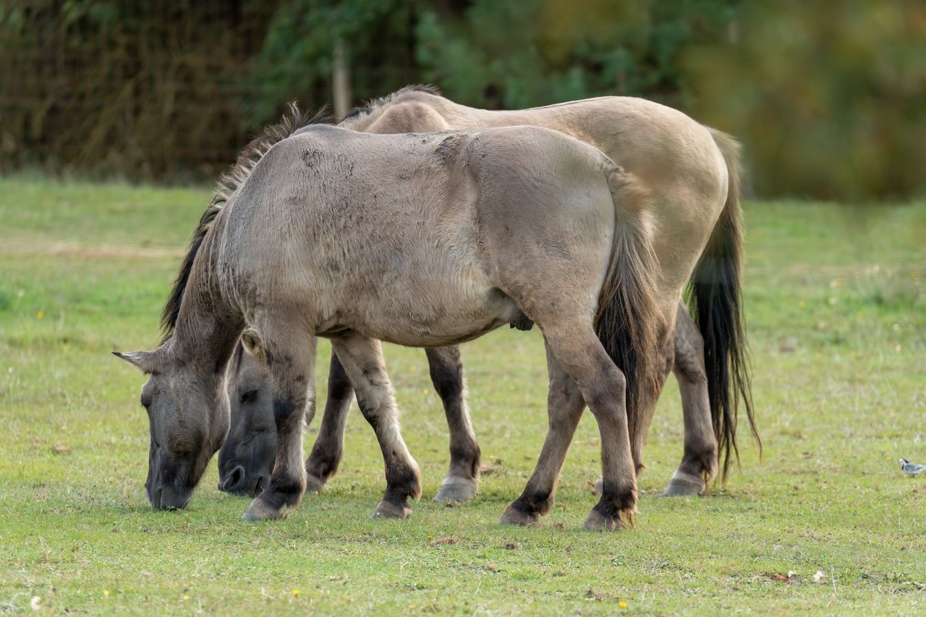 Horse Types List: A Comprehensive Guide to Various Breeds