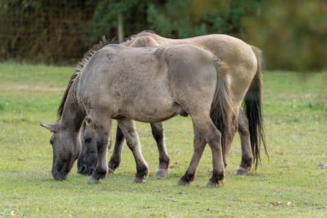 Exploring Horse Types Roan Breeds and Patterns Worldwide
