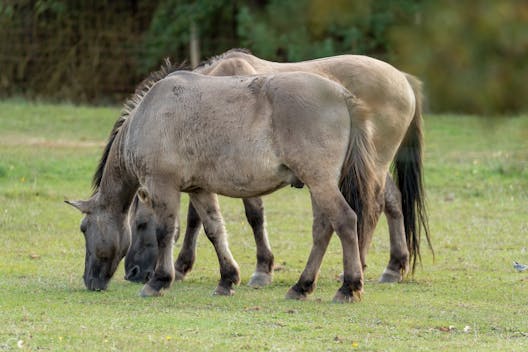 Exploring Horse Types Roan Breeds and Patterns Worldwide