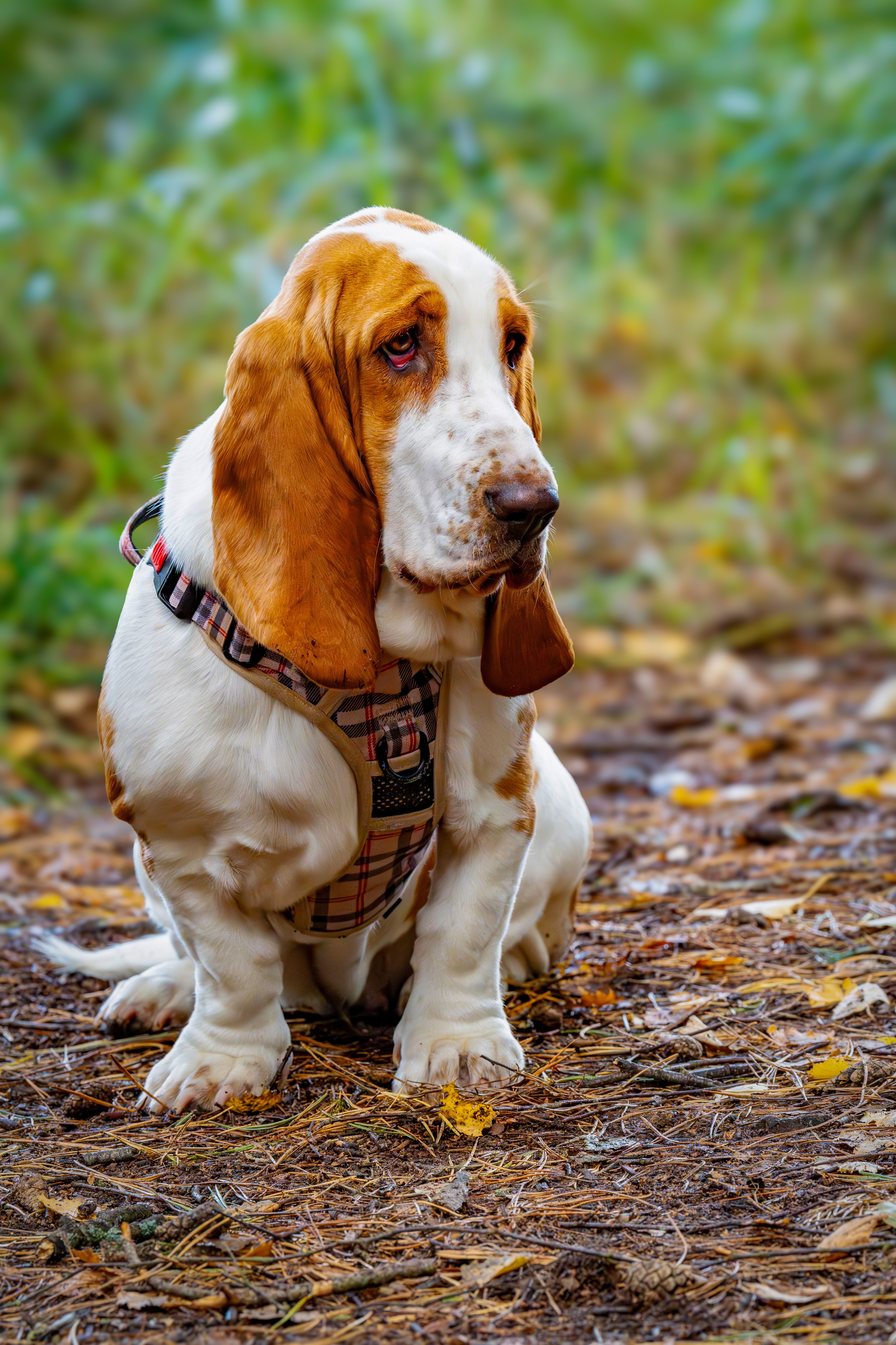 Basset Hound in Autumn Park with Plaid Harness · Free Stock Photo