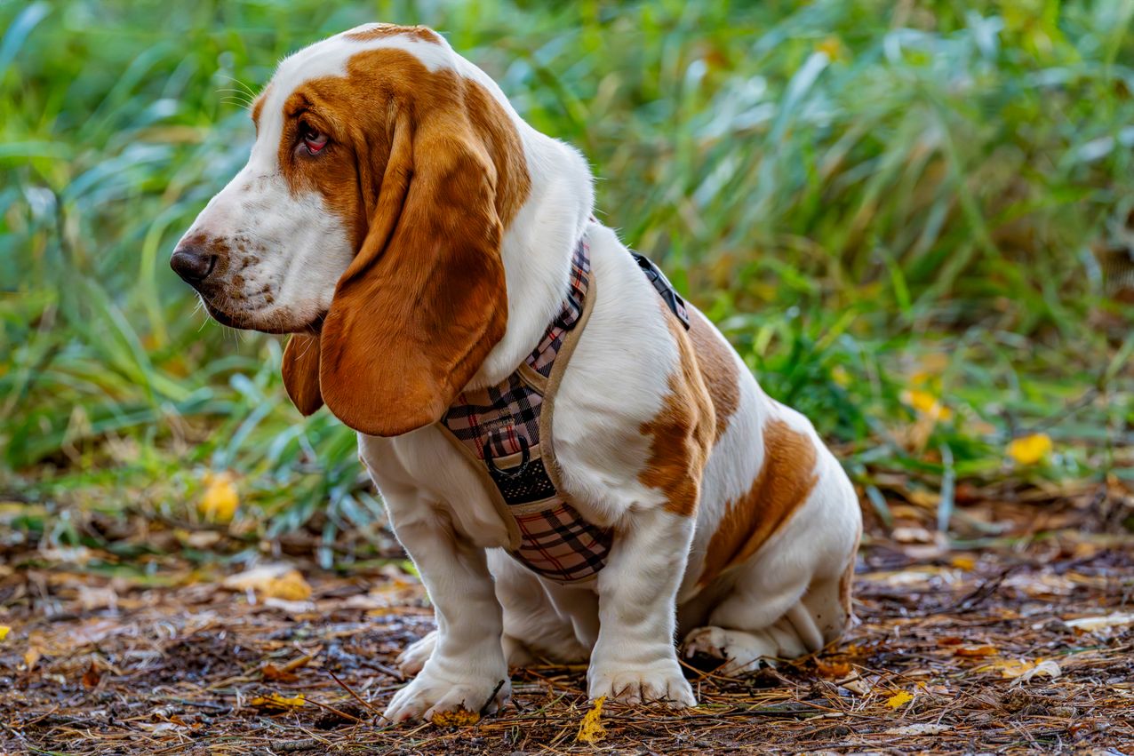 Basset Hounds: Complete Care, Training, and Health Guide