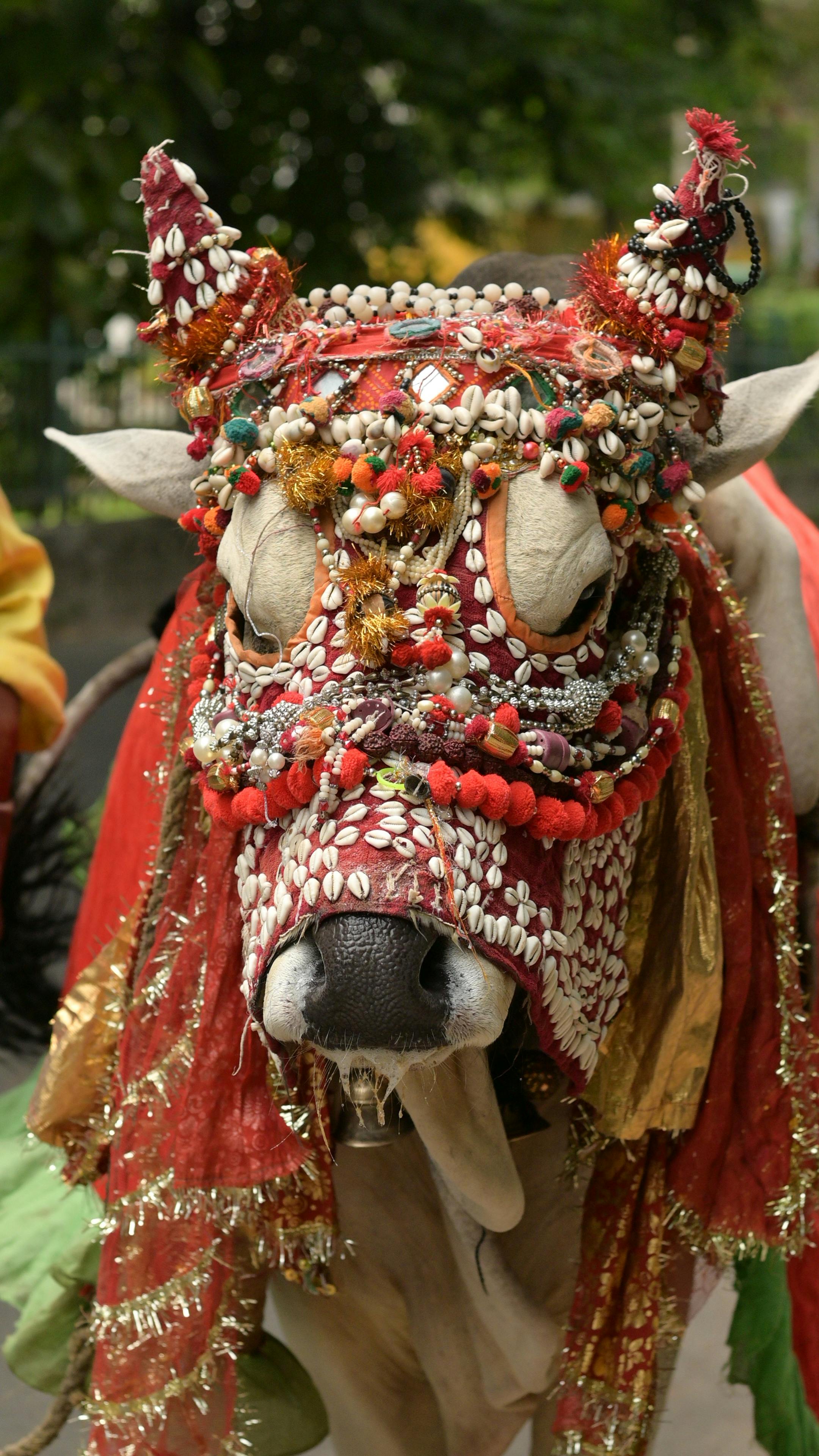 Decorated Cow in Festive Attire, Lucknow India · Free Stock Photo