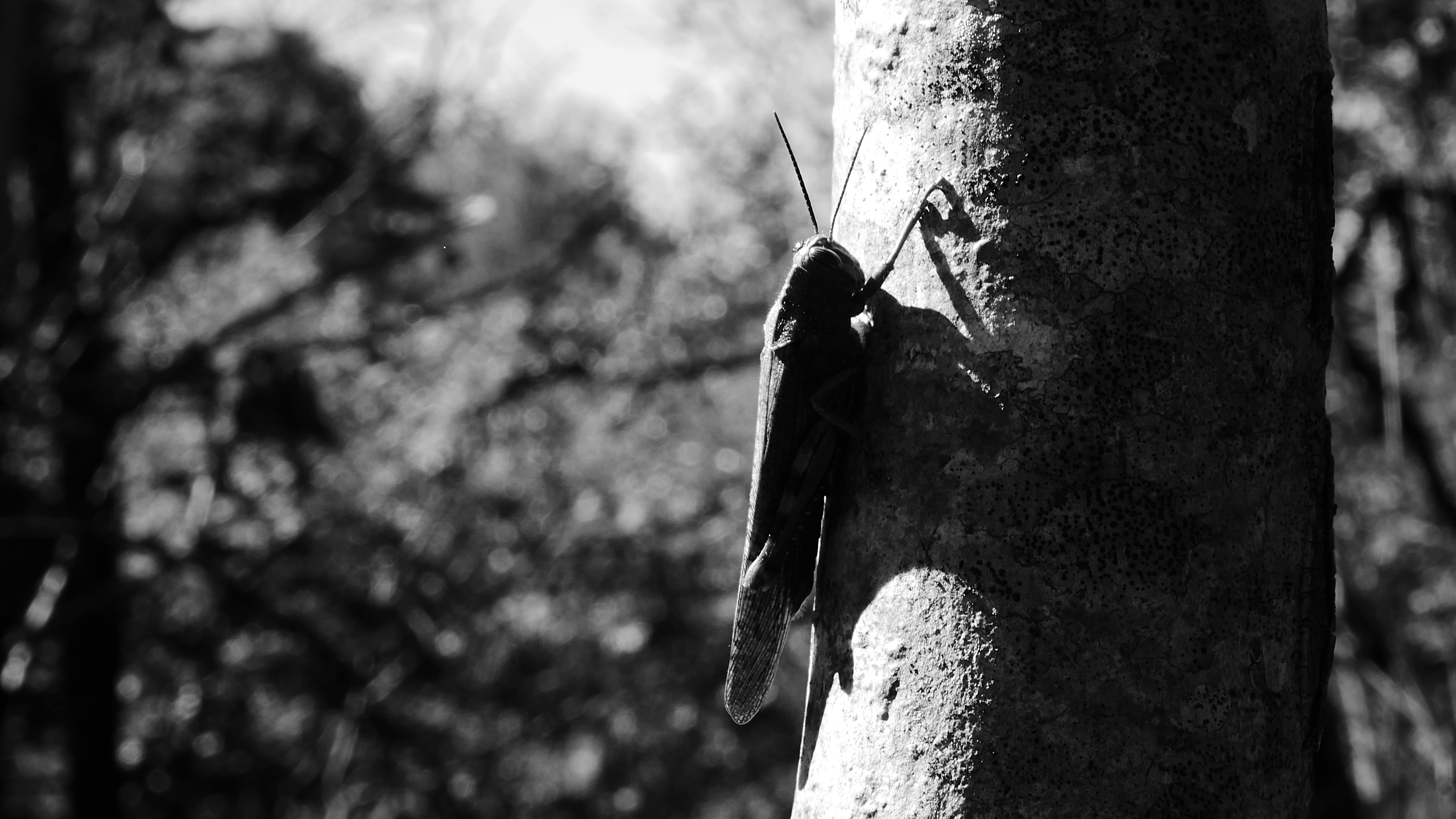 Forest Locust in Black and White Close-Up · Free Stock Photo