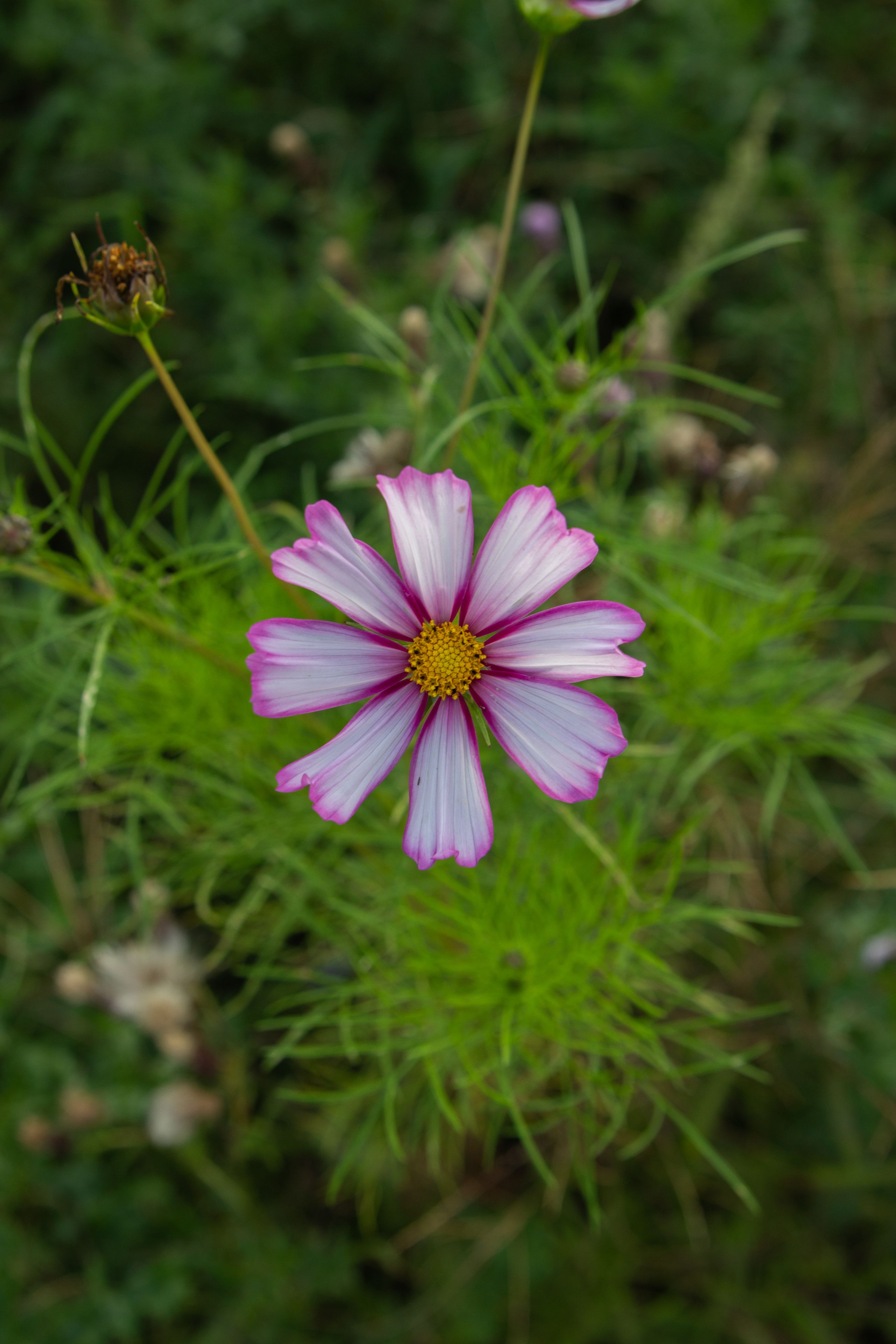 Vibrant Pink Cosmea Flower in Full Bloom · Free Stock Photo