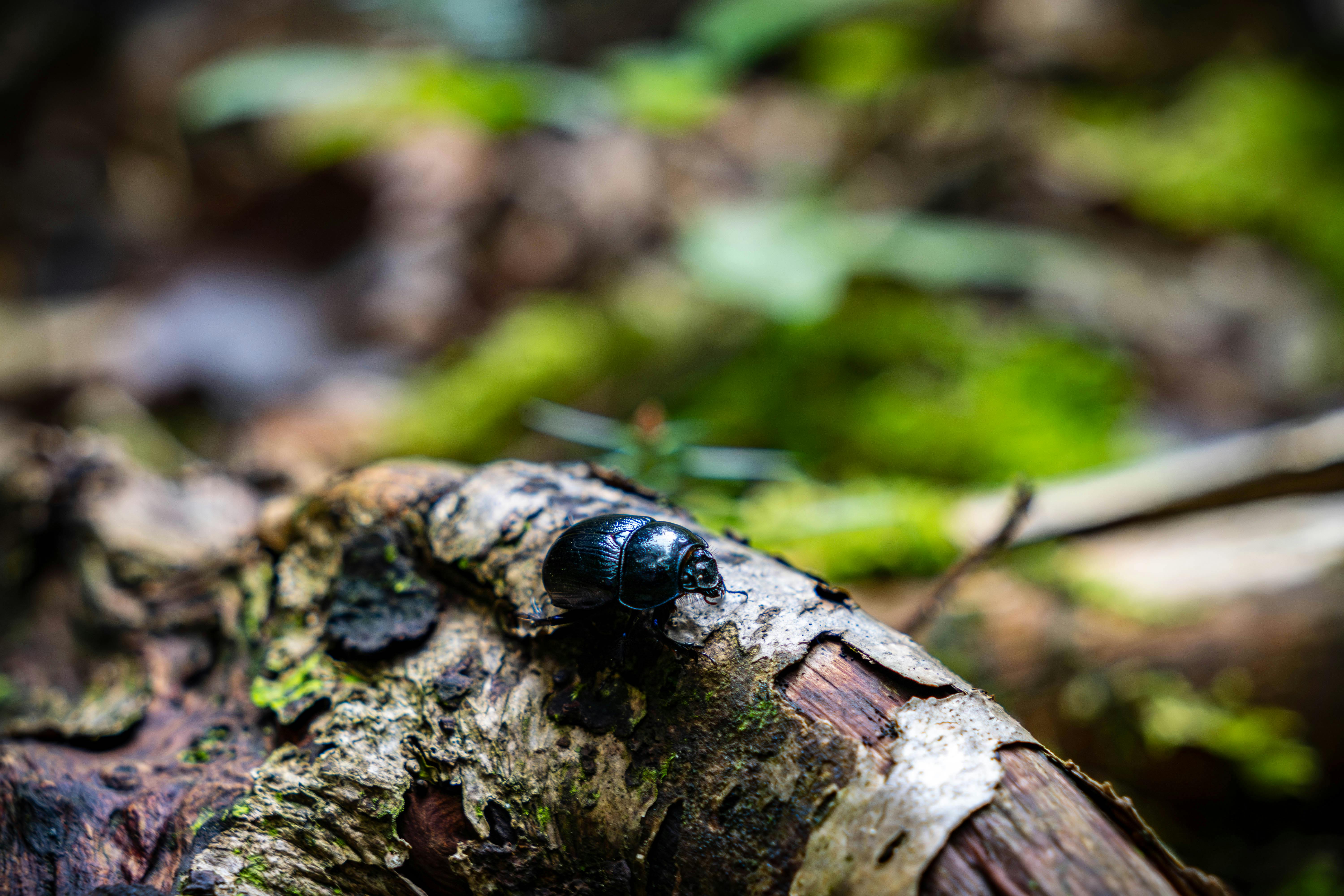 Detailed Close-up of Forest Beetle in Myślenice · Free Stock Photo