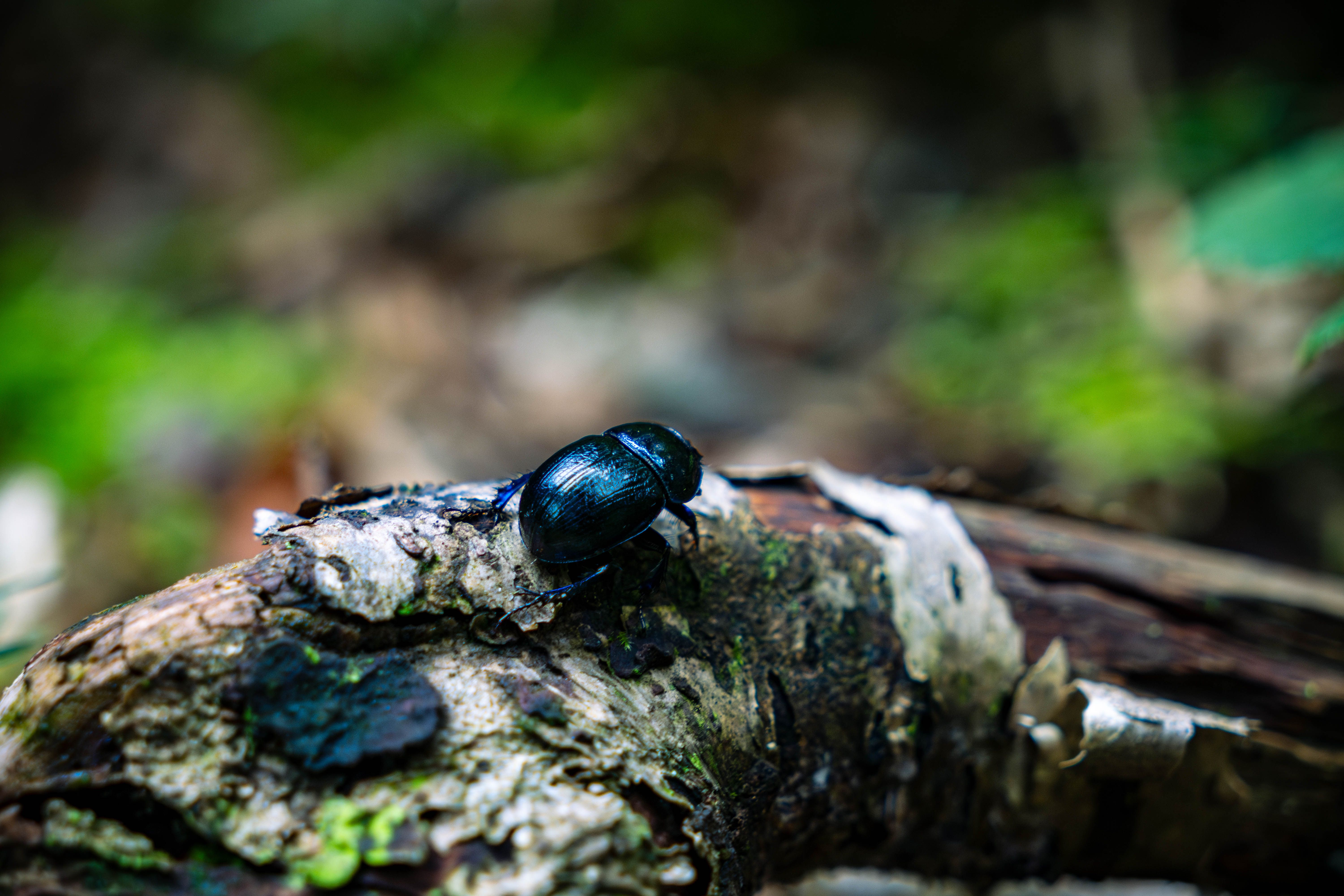 Close-Up of Dung Beetle on Forest Log · Free Stock Photo