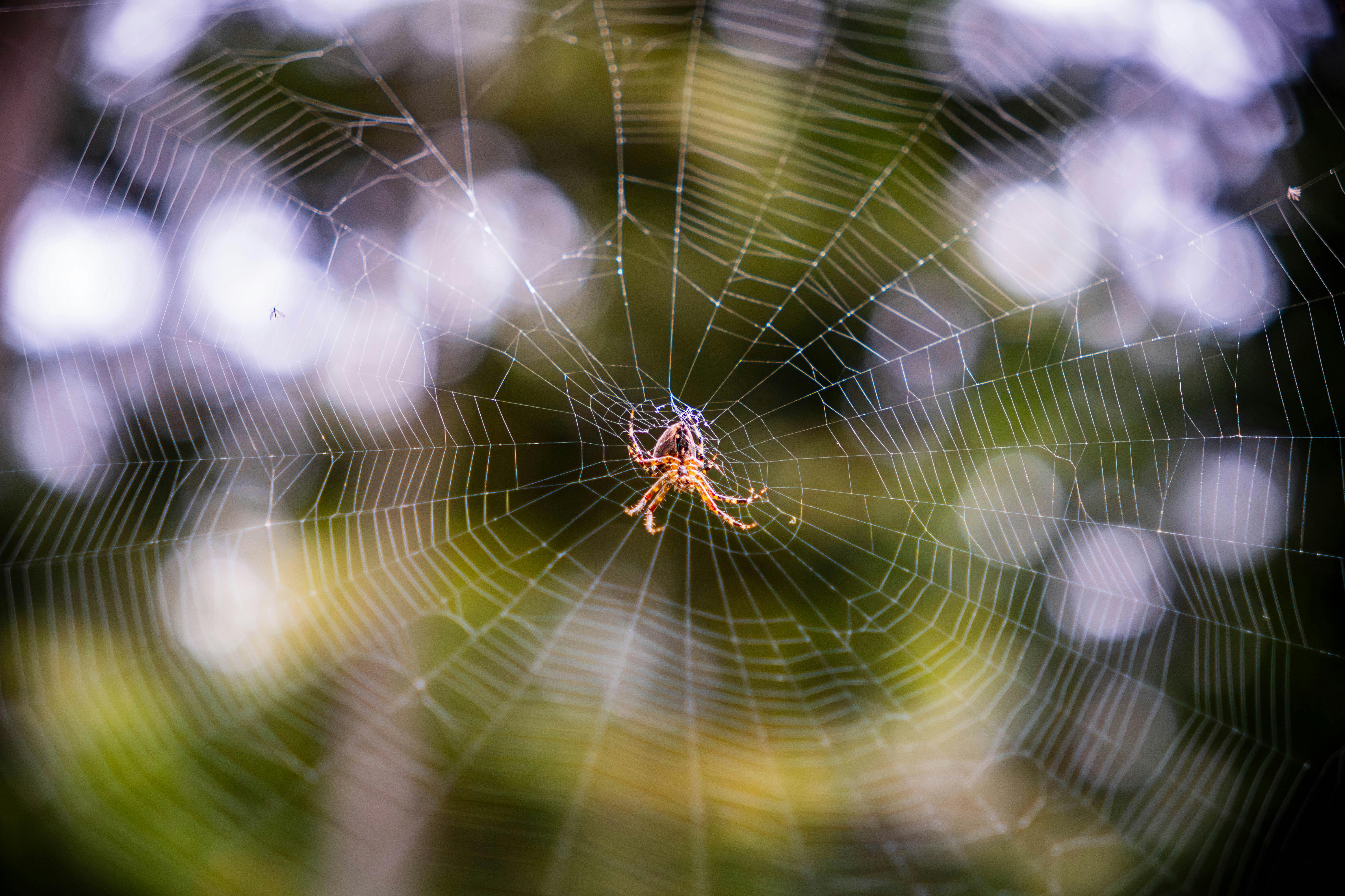 Spider Silk Thread Photos, Download The BEST Free Spider Silk Thread ...