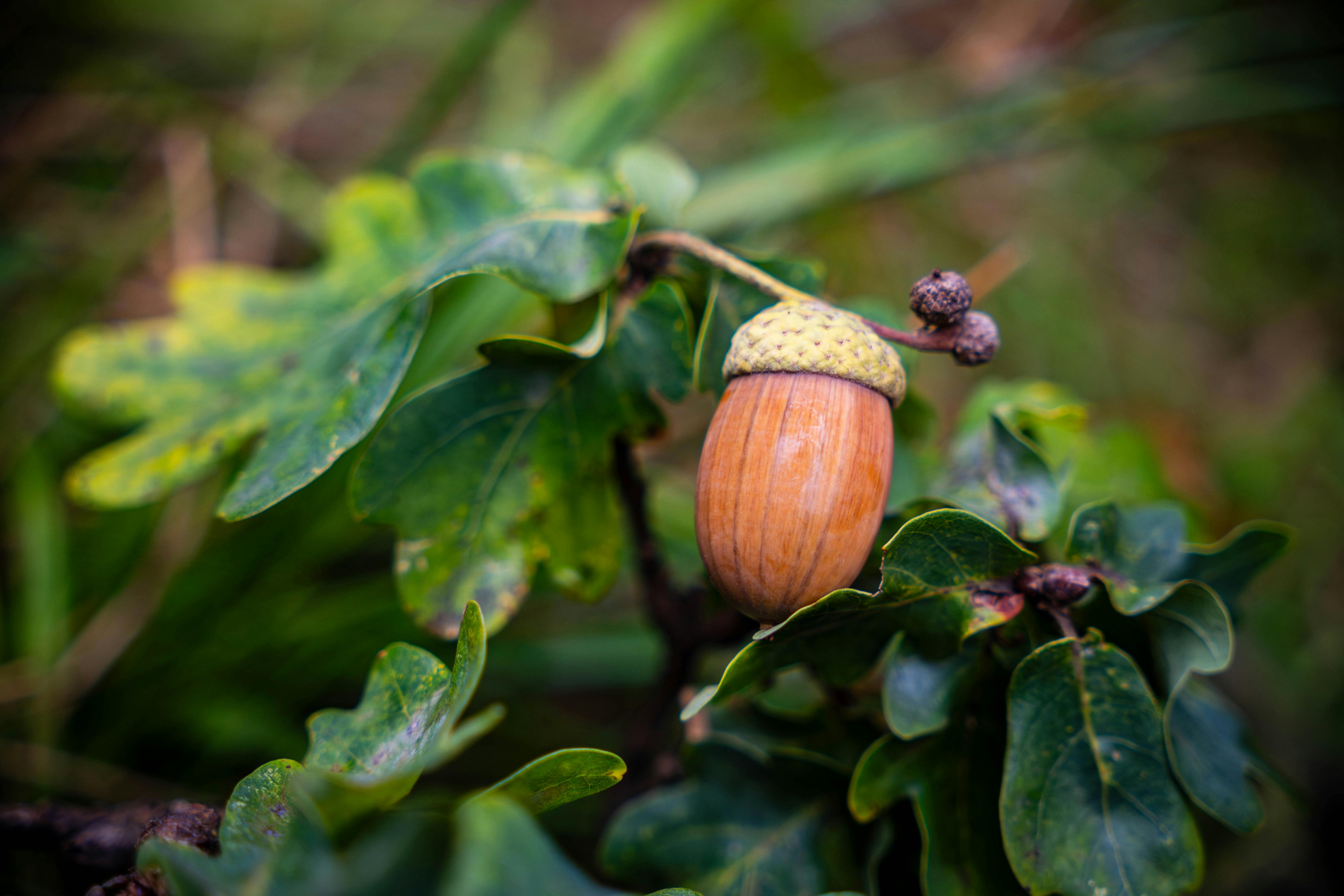 Green Acorn · Free Stock Photo