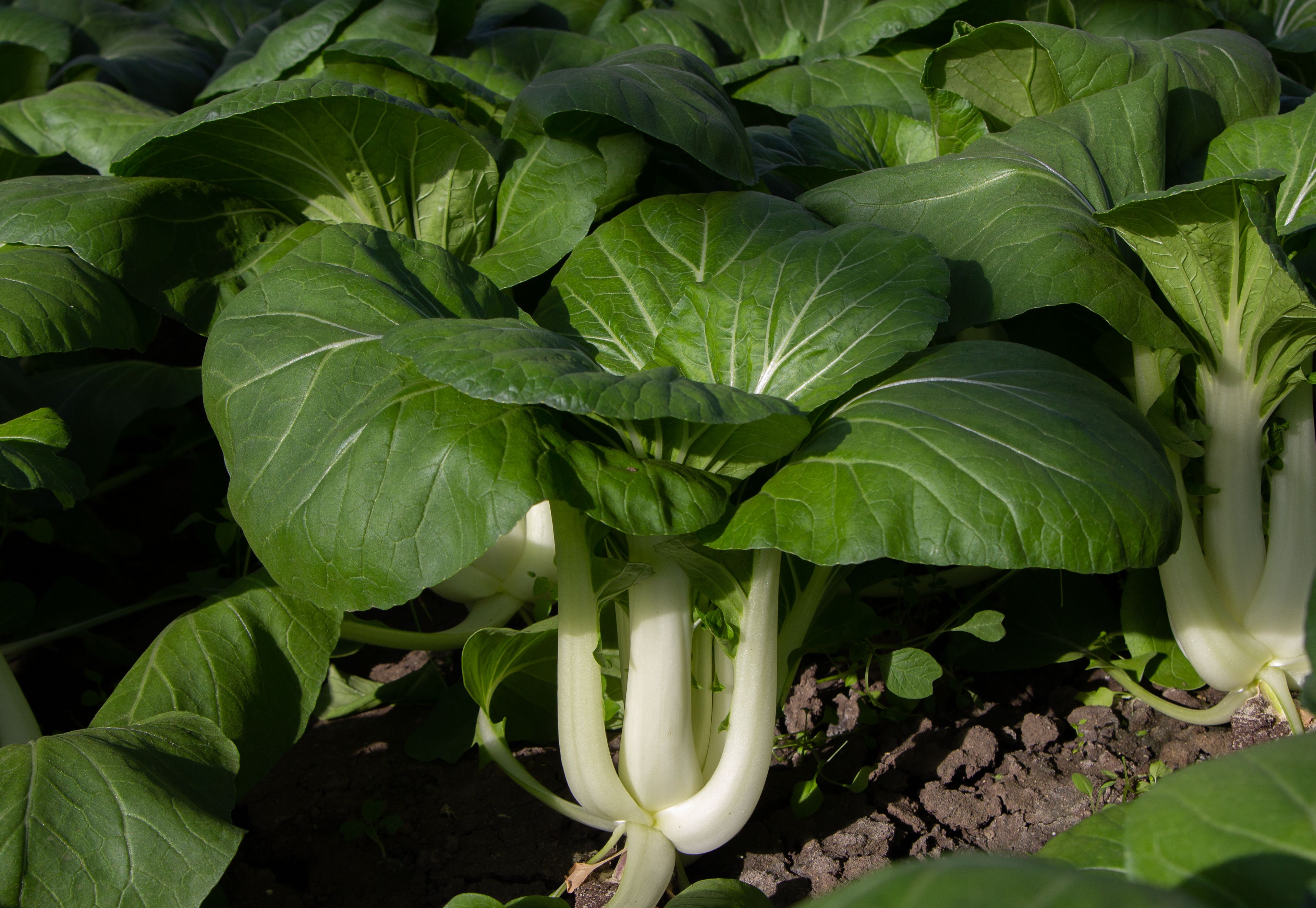 Plantas De Pak Choy Saludables En Un Huerto Exuberante · Foto de stock ...