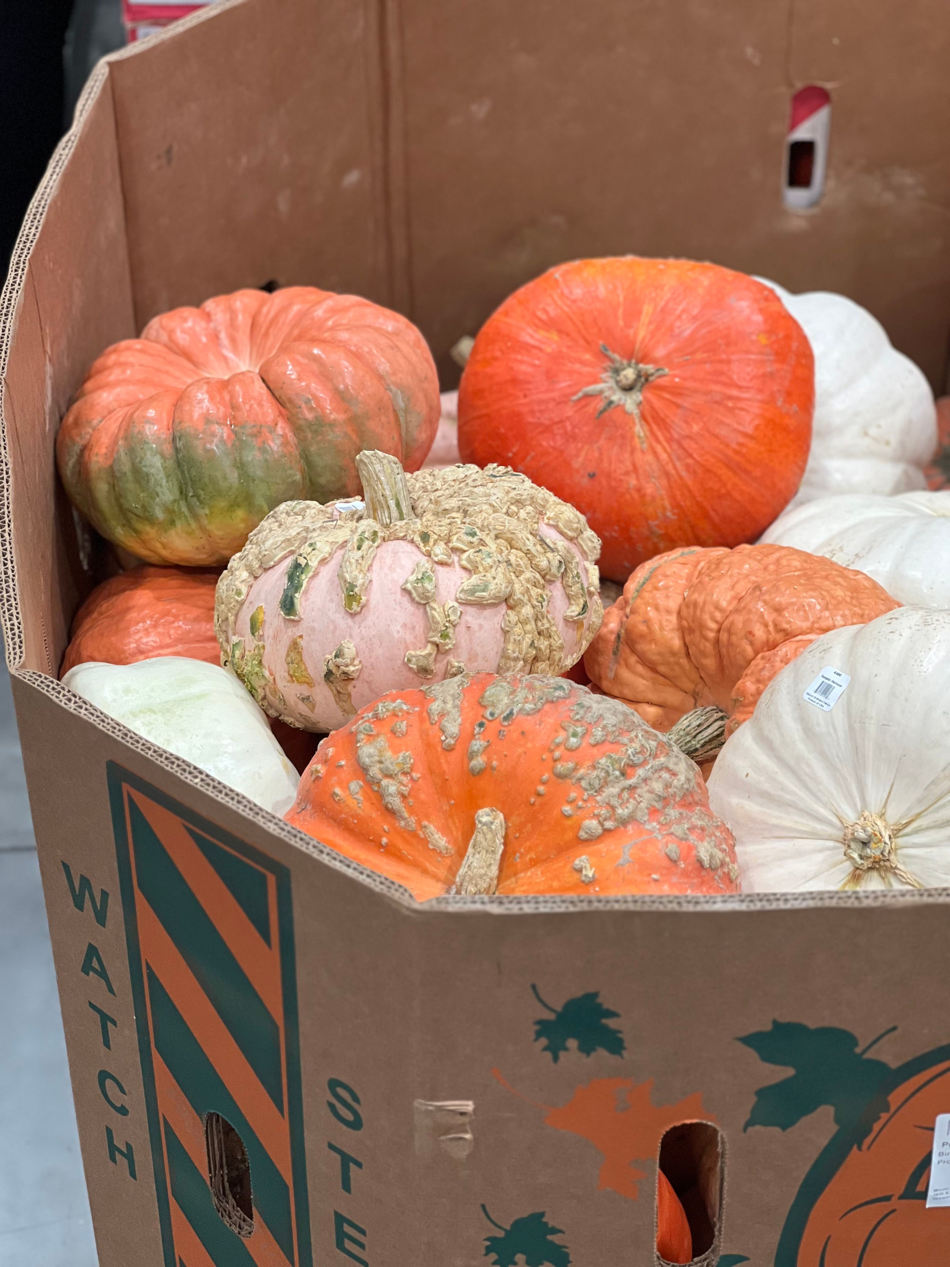 Variety of Pumpkins in a Cardboard Box · Free Stock Photo