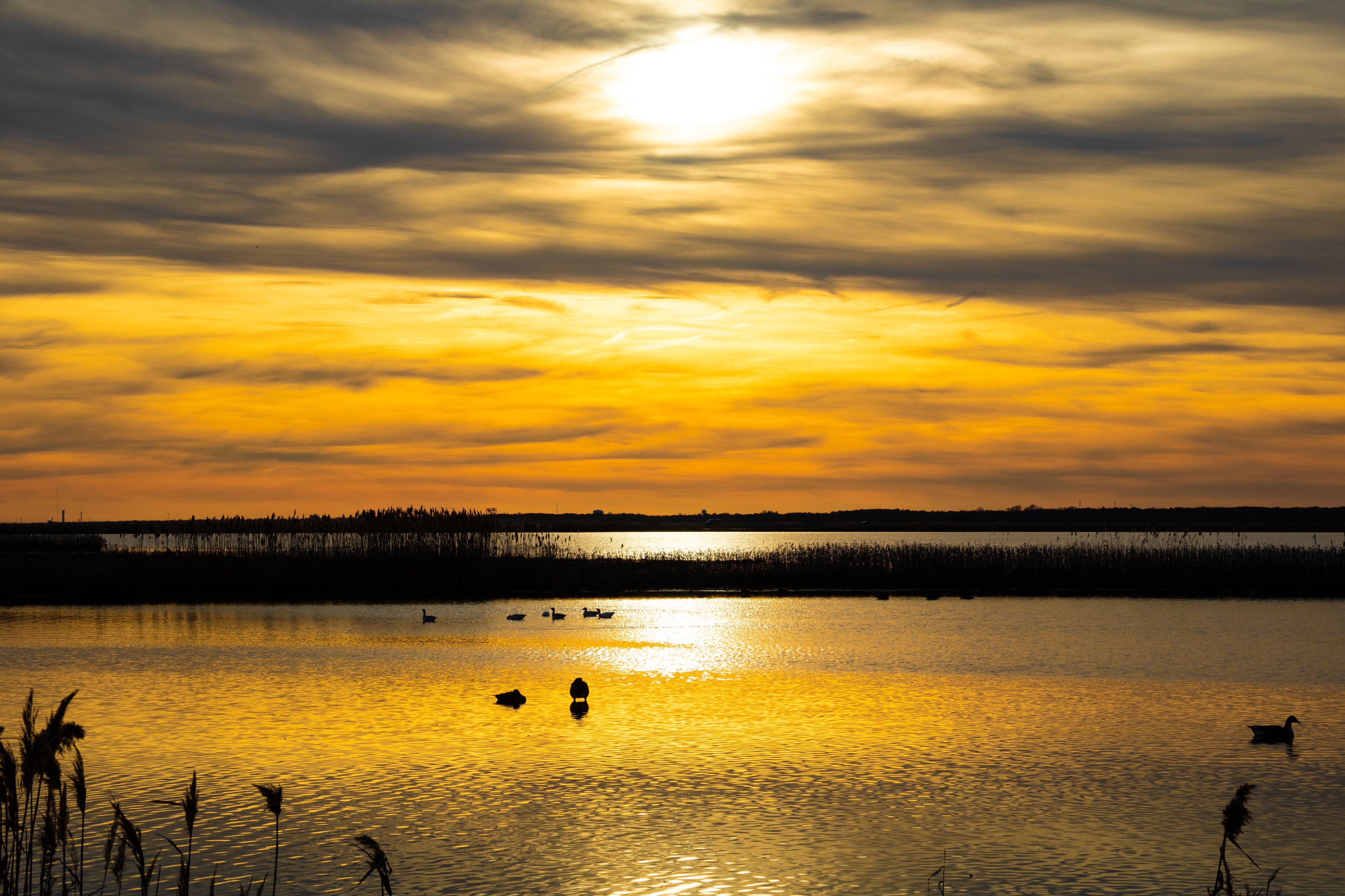 Serene Sunset Over Tranquil Lake with Birds · Free Stock Photo