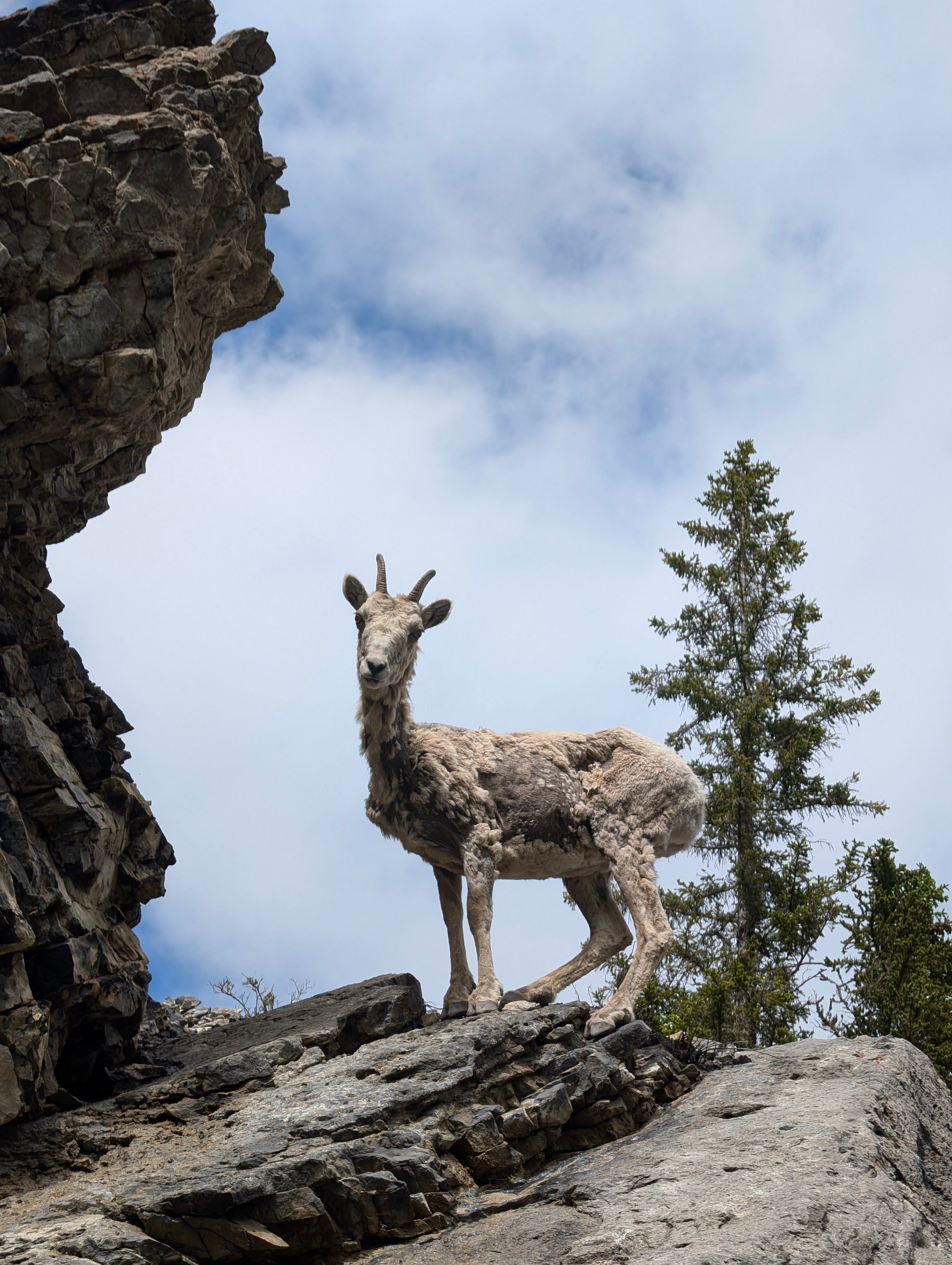 Mountain Goat Standing on Rocky Cliff · Free Stock Photo