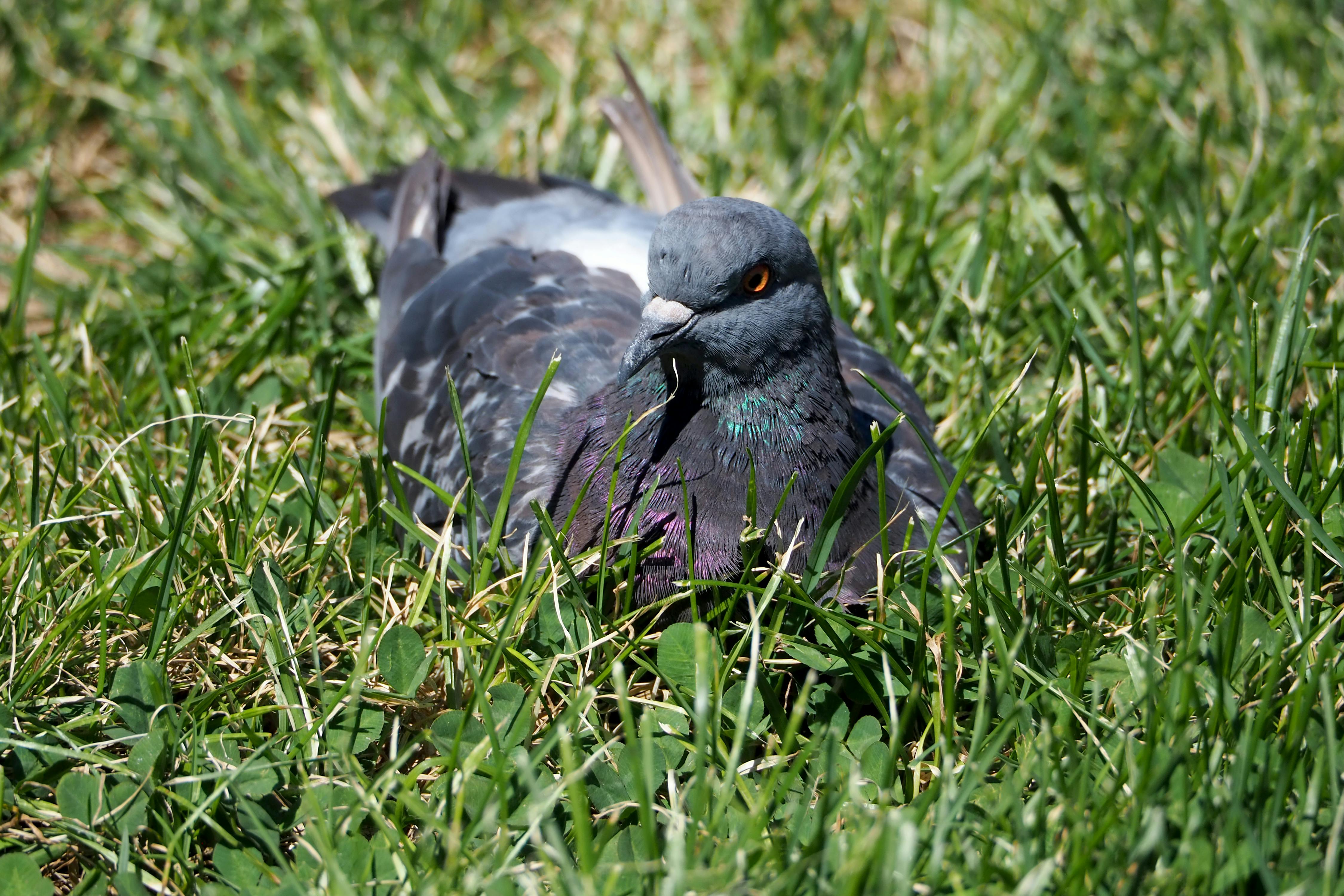 Close-up of a Pigeon Resting on Grass in Boston · Free Stock Photo