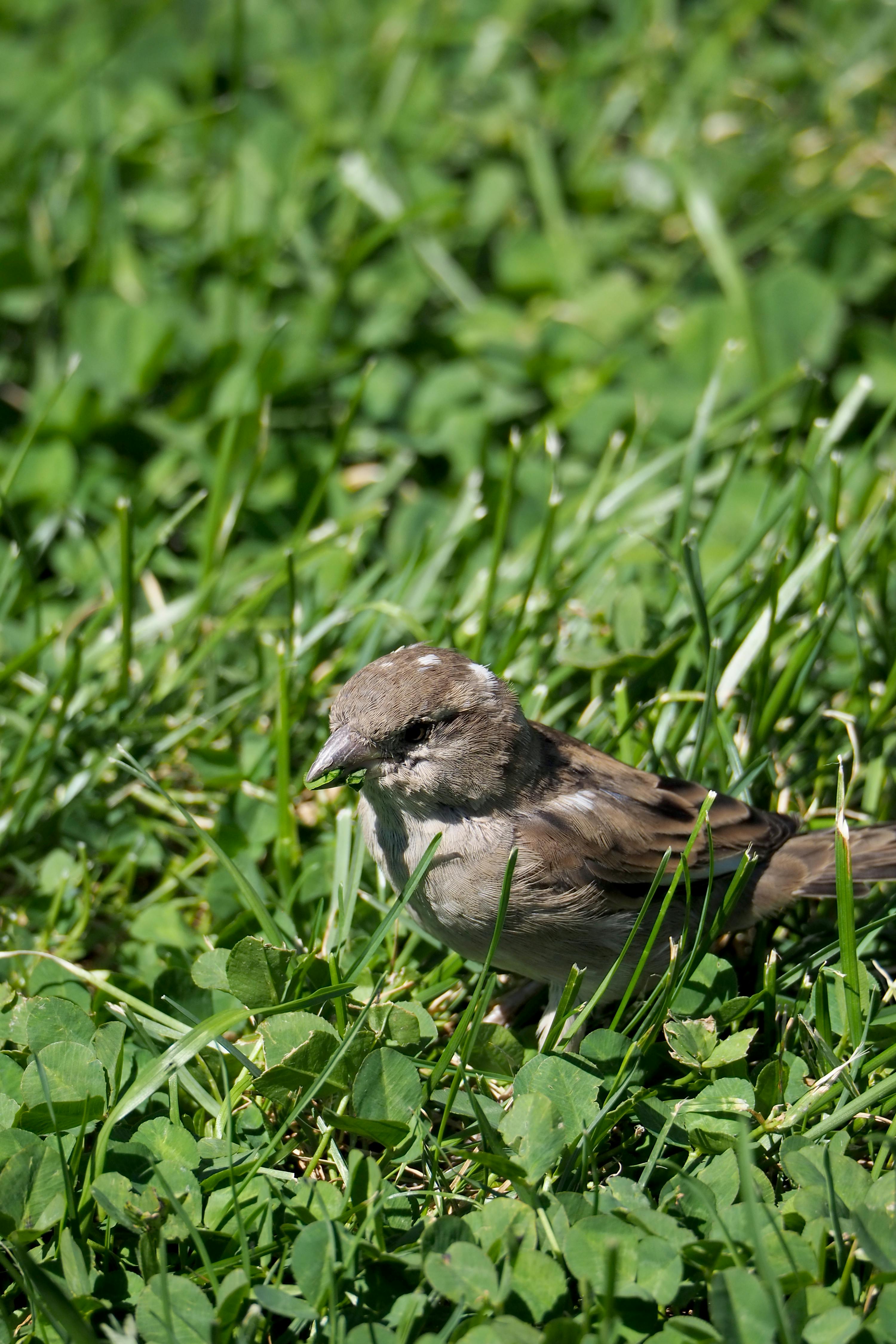 Common Sparrow in Boston Greenery · Free Stock Photo