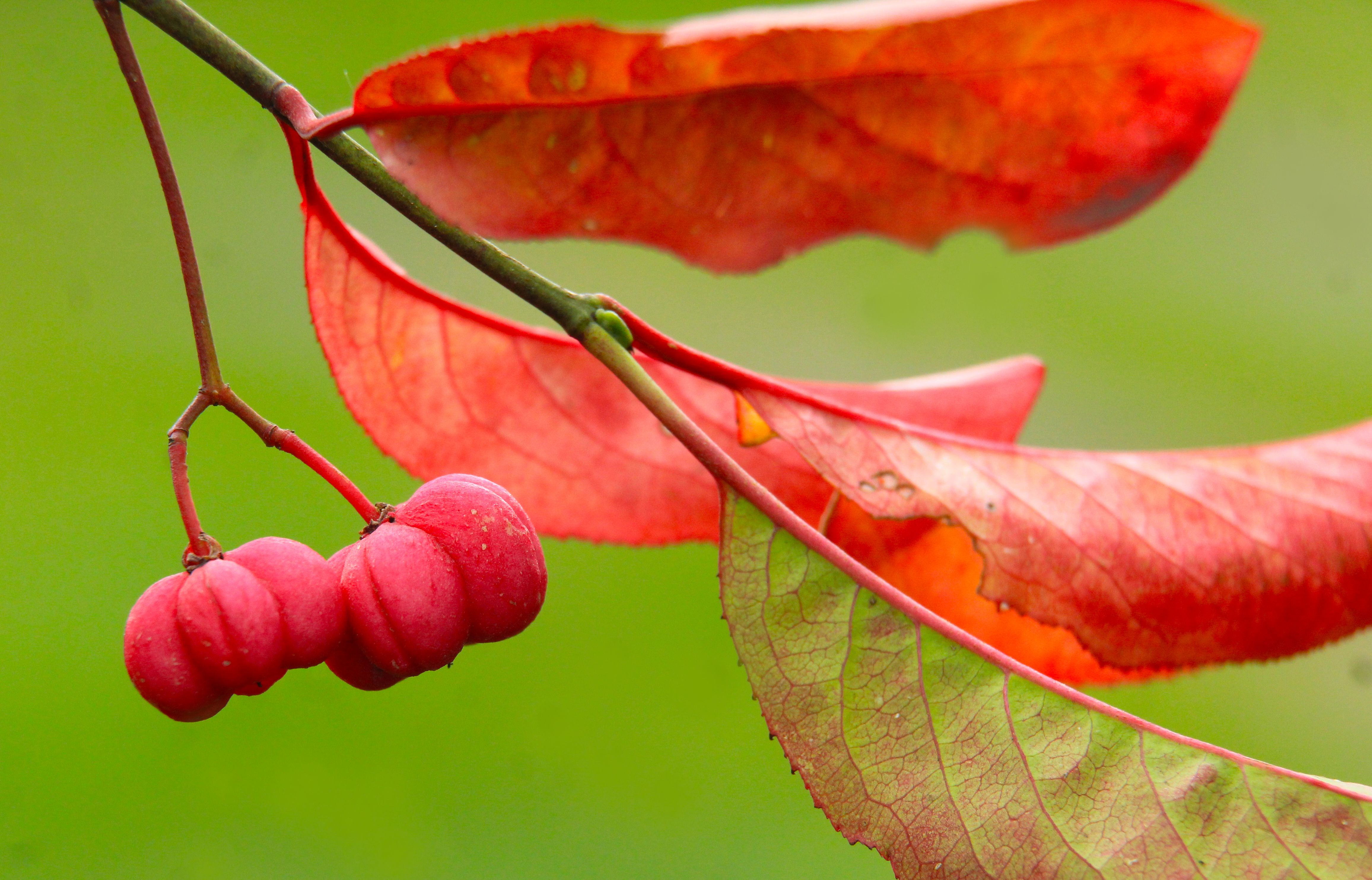 Vibrant Red Leaves and Berries in Autumn Close-Up · Free Stock Photo