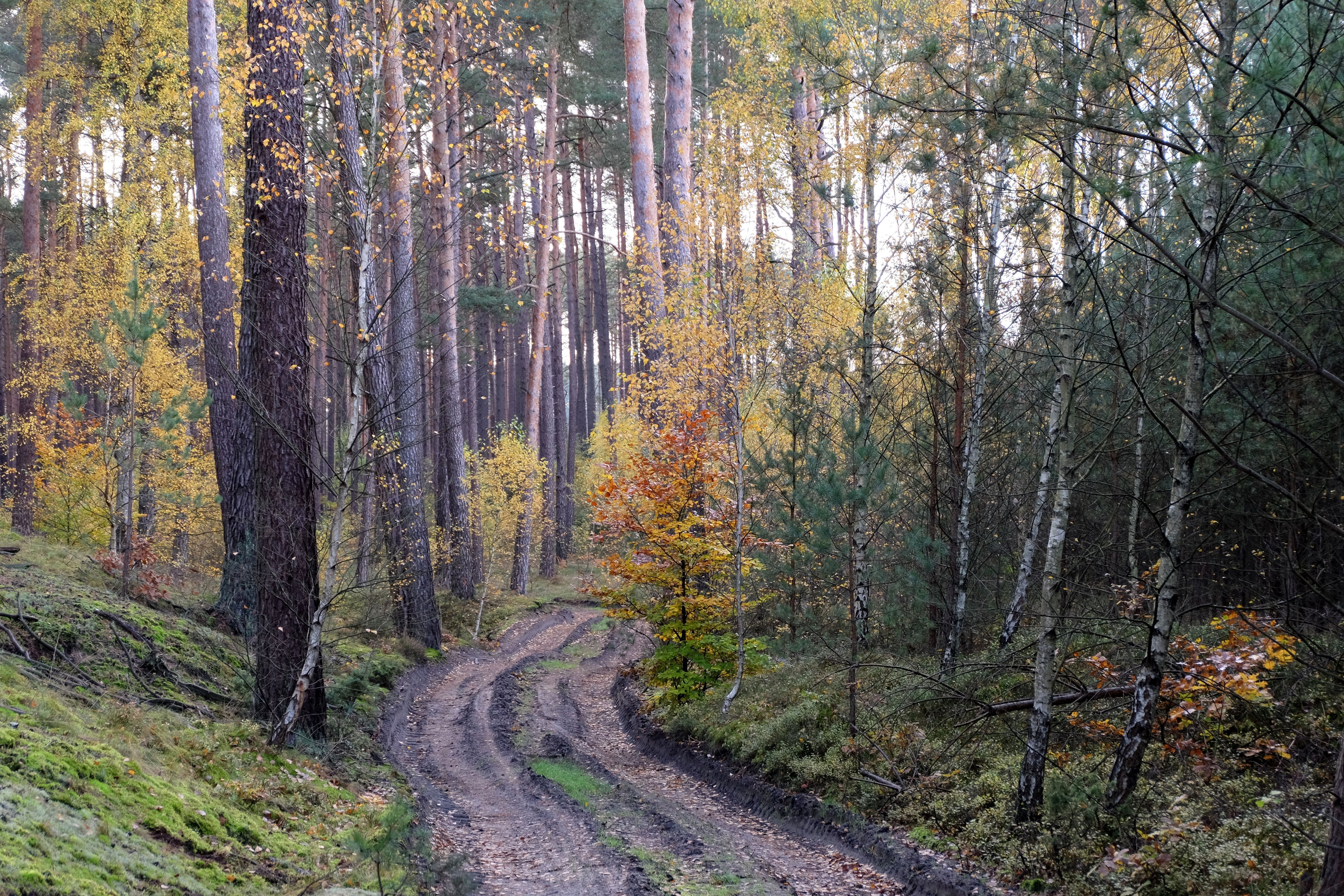 Autumn Forest Path with Tall Trees · Free Stock Photo