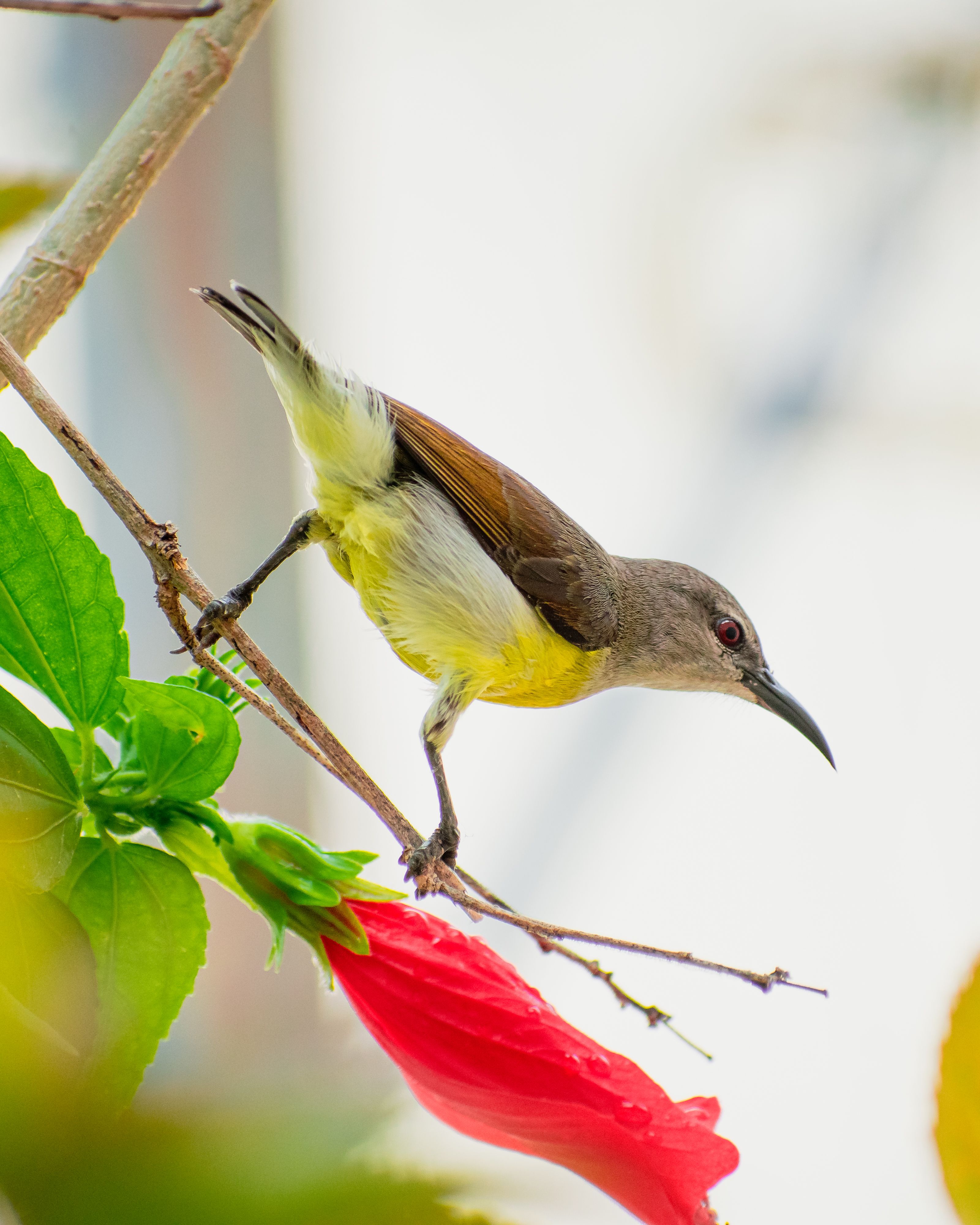 Common Sunbird Photos, Download The BEST Free Common Sunbird Stock ...