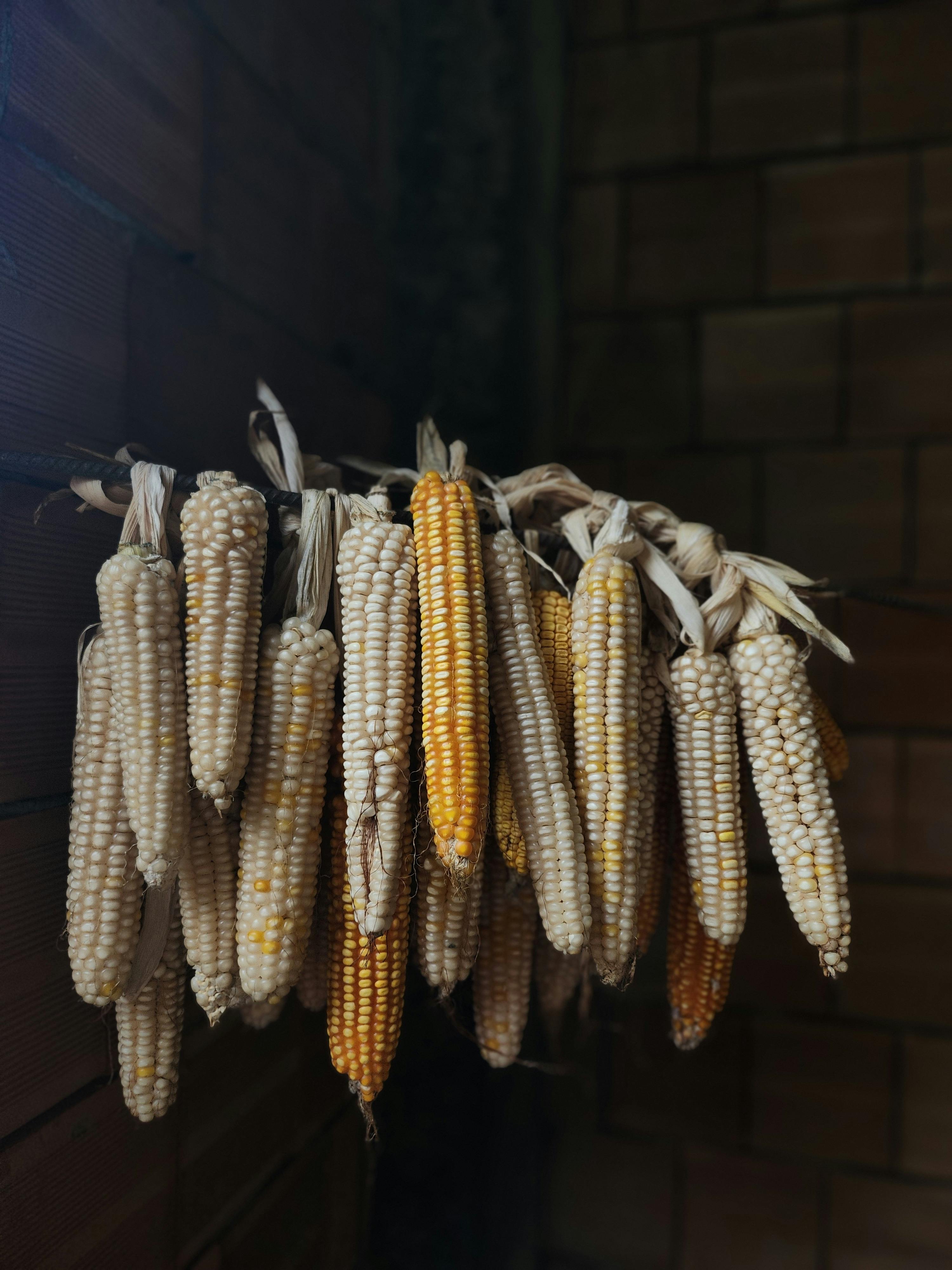 Hanging Dried Corn Cobs in Rustic Interior · Free Stock Photo