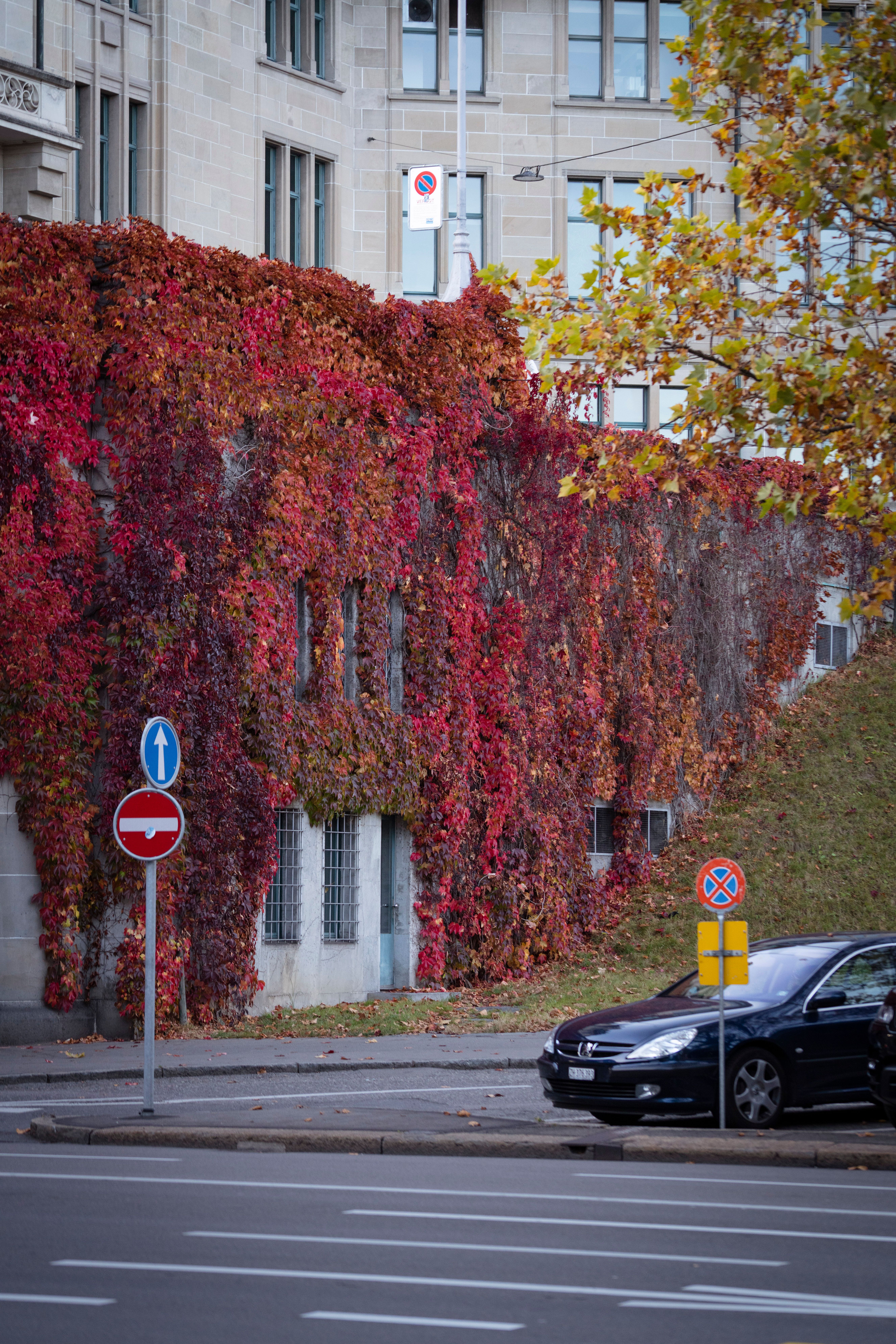 Urban Vine-Covered Wall in Autumn Setting · Free Stock Photo