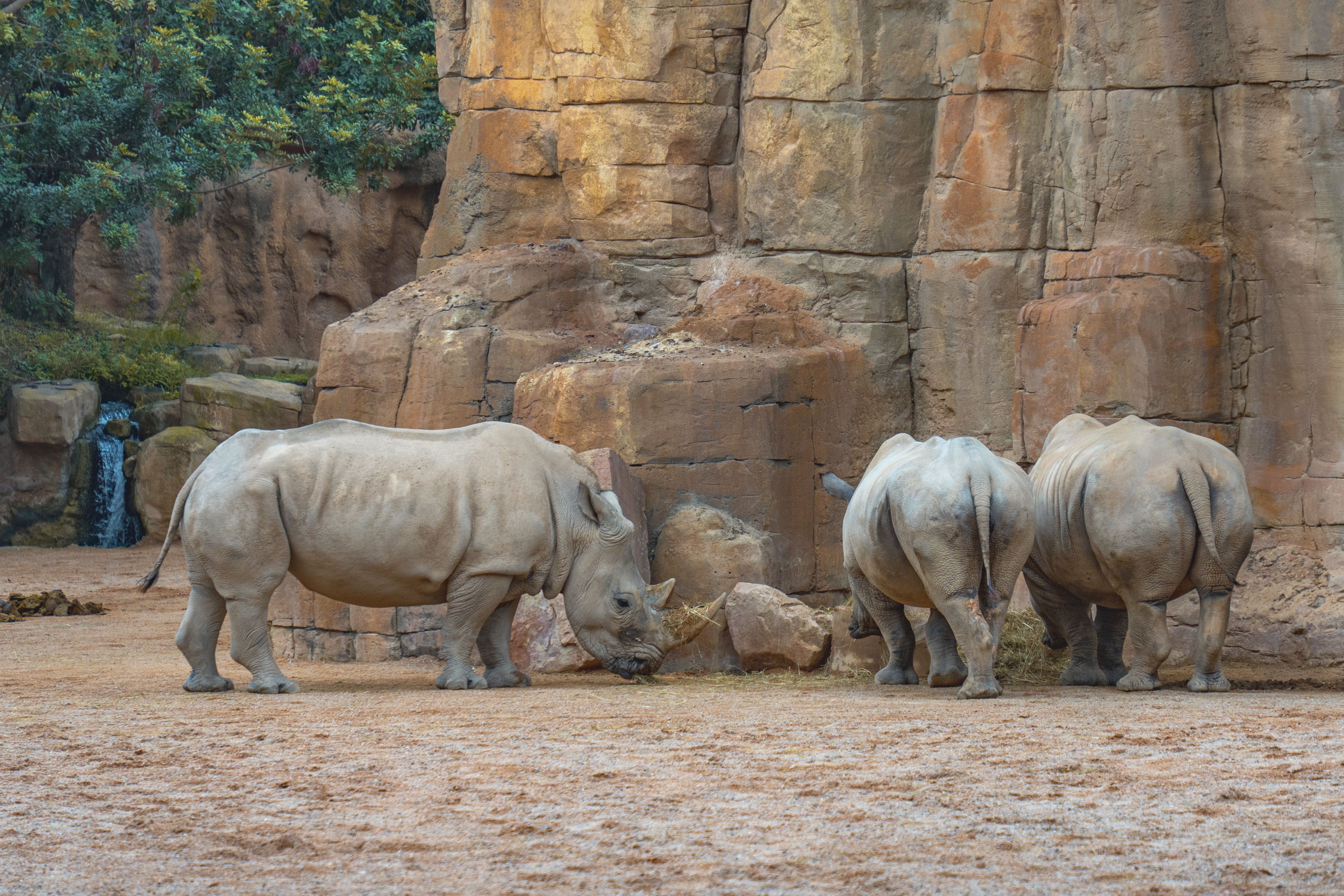 Rhino Safety Photos, Download The BEST Free Rhino Safety Stock Photos ...