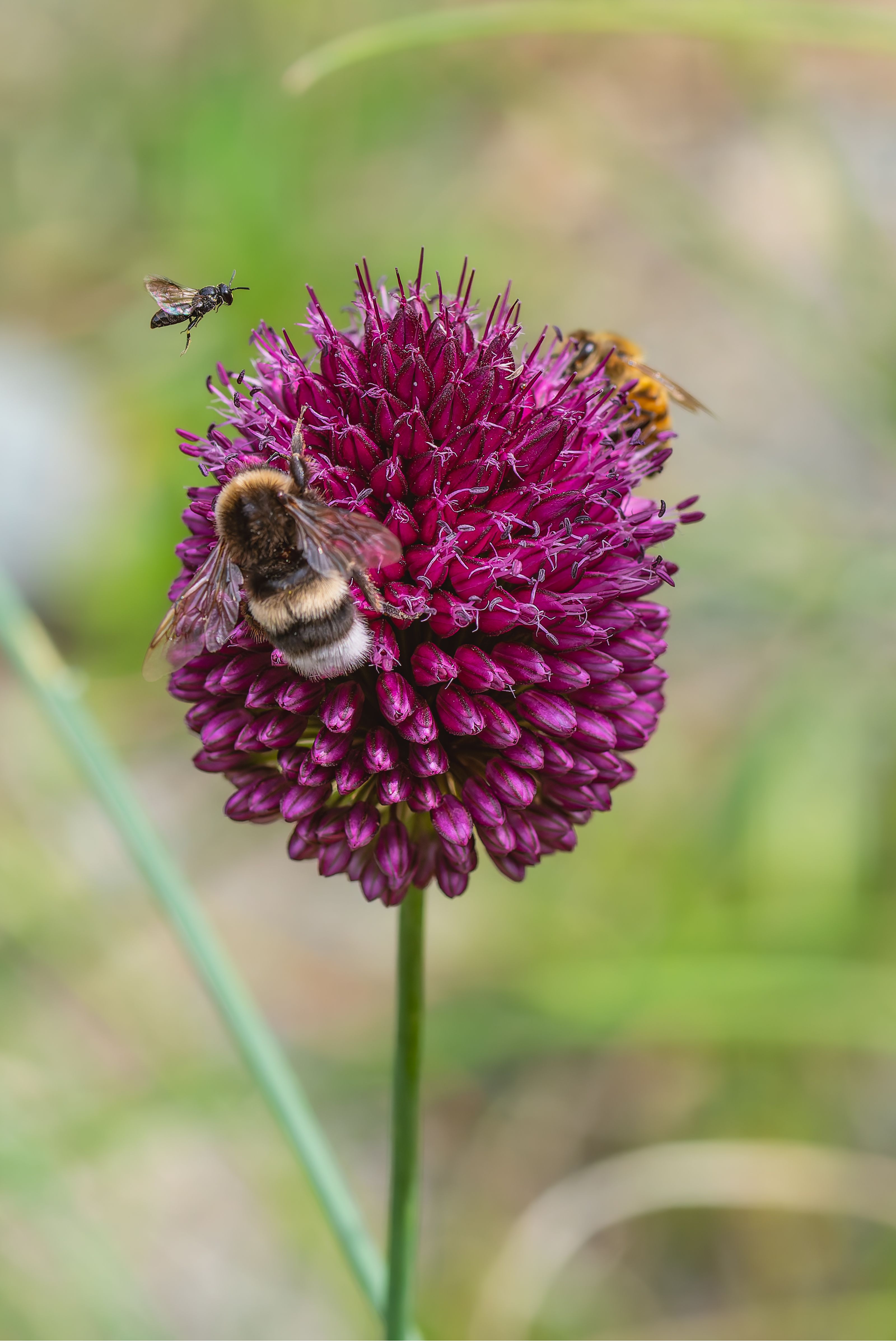 Macro Shot of Bees Pollinating Purple Allium Flower · Free Stock Photo