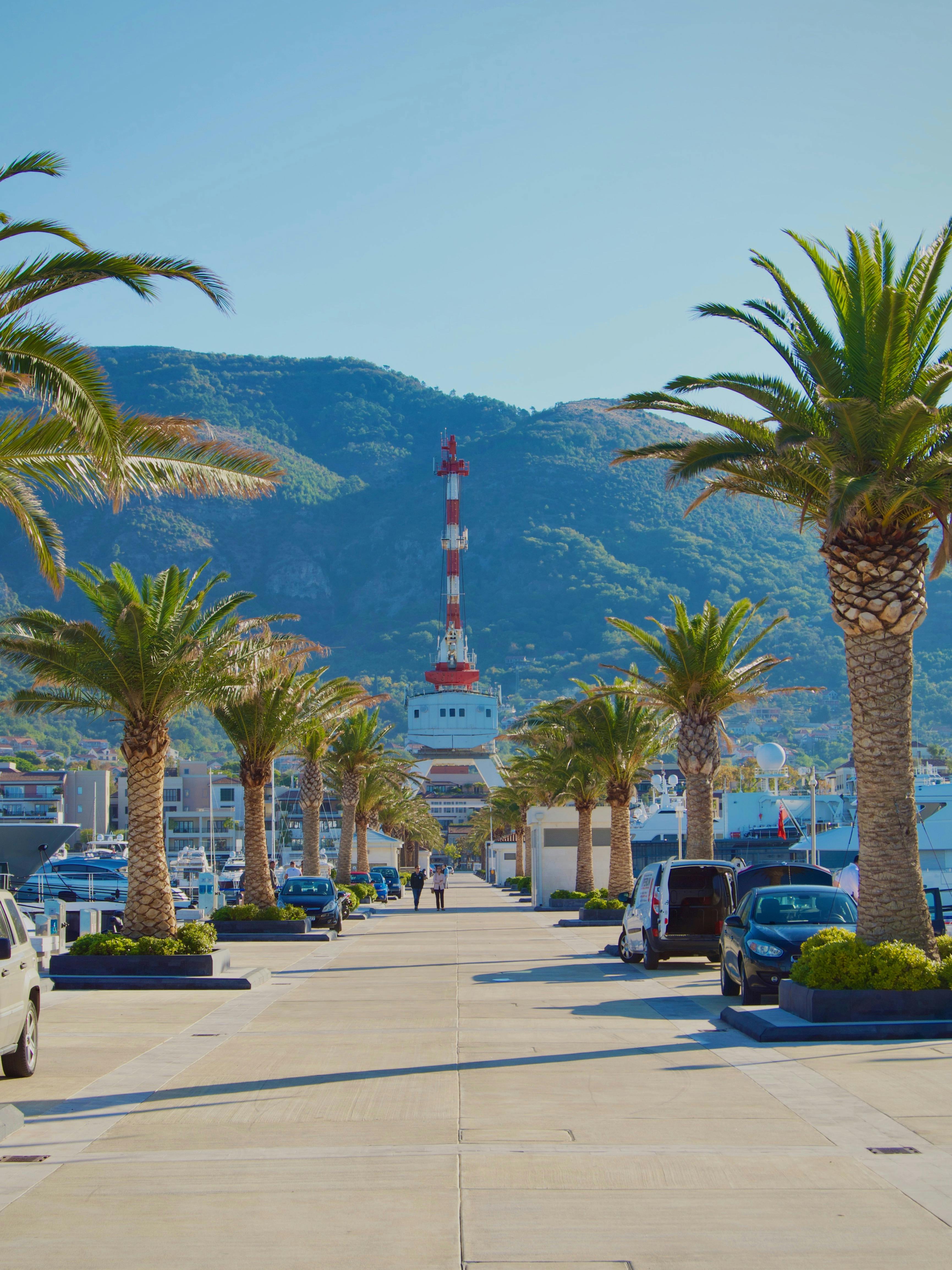 Scenic Promenade in Tivat with Palm Trees · Free Stock Photo