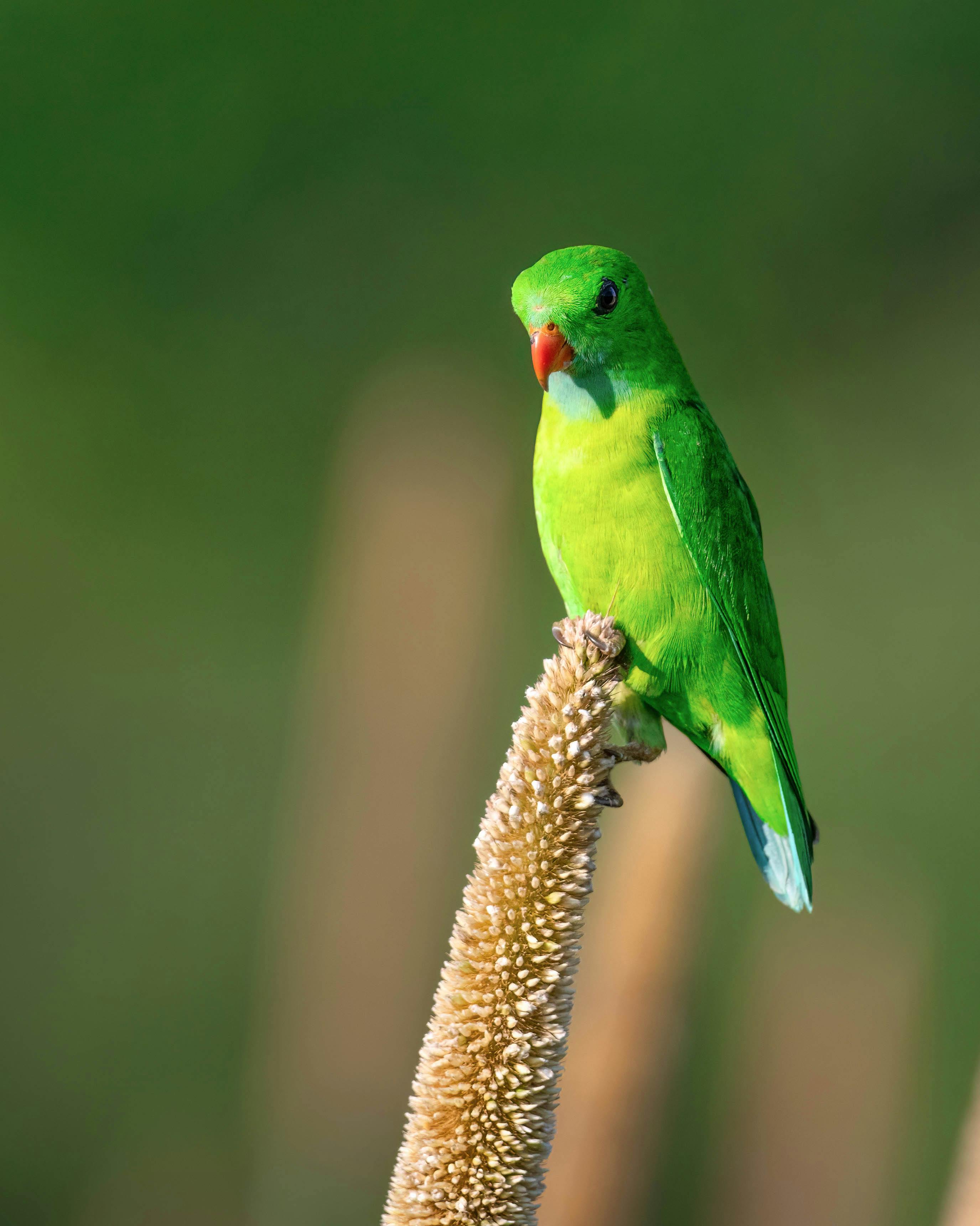 Photo of Perched Parakeet · Free Stock Photo