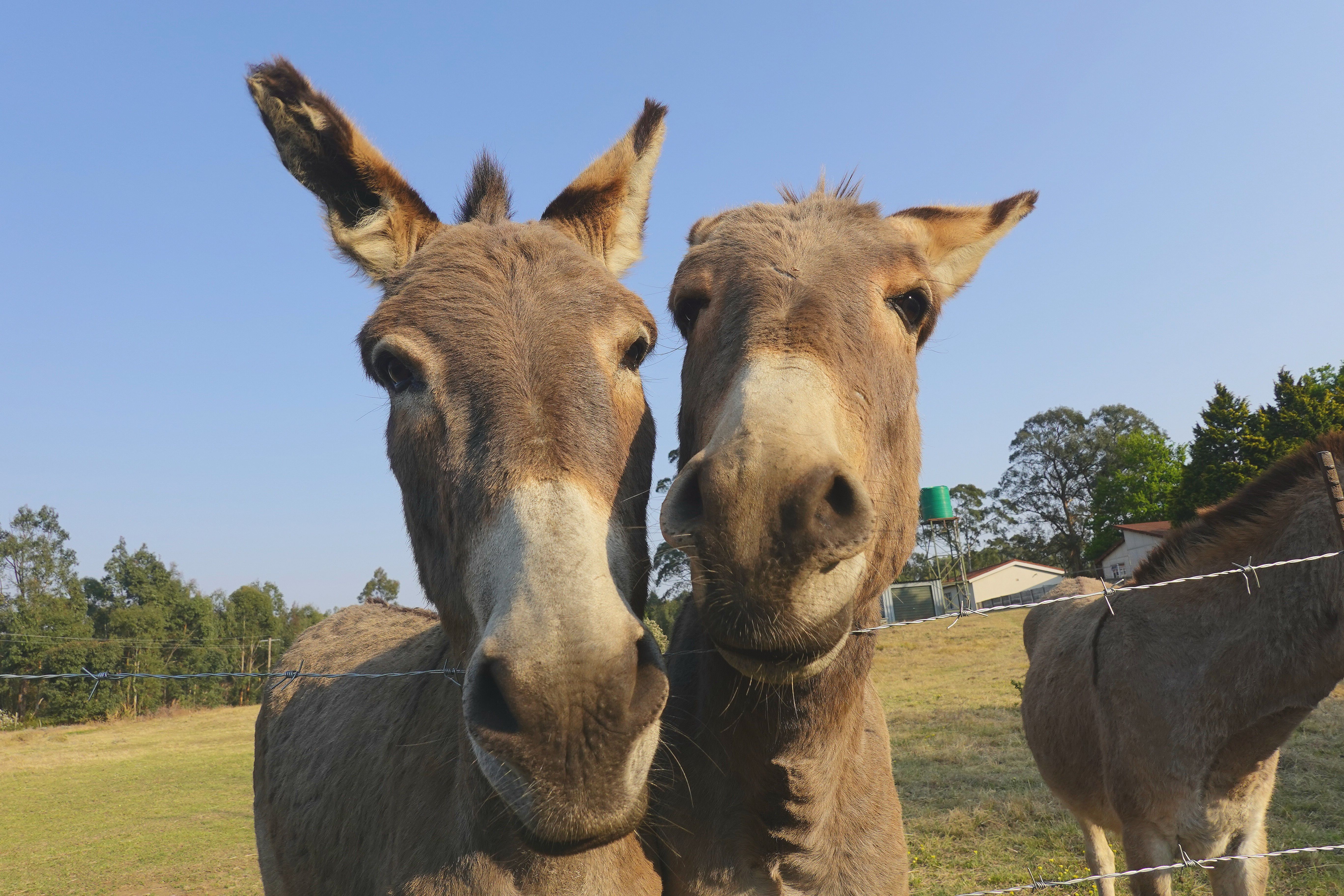 Primer Plano De Burros Curiosos En Una Granja · Foto de stock gratuita