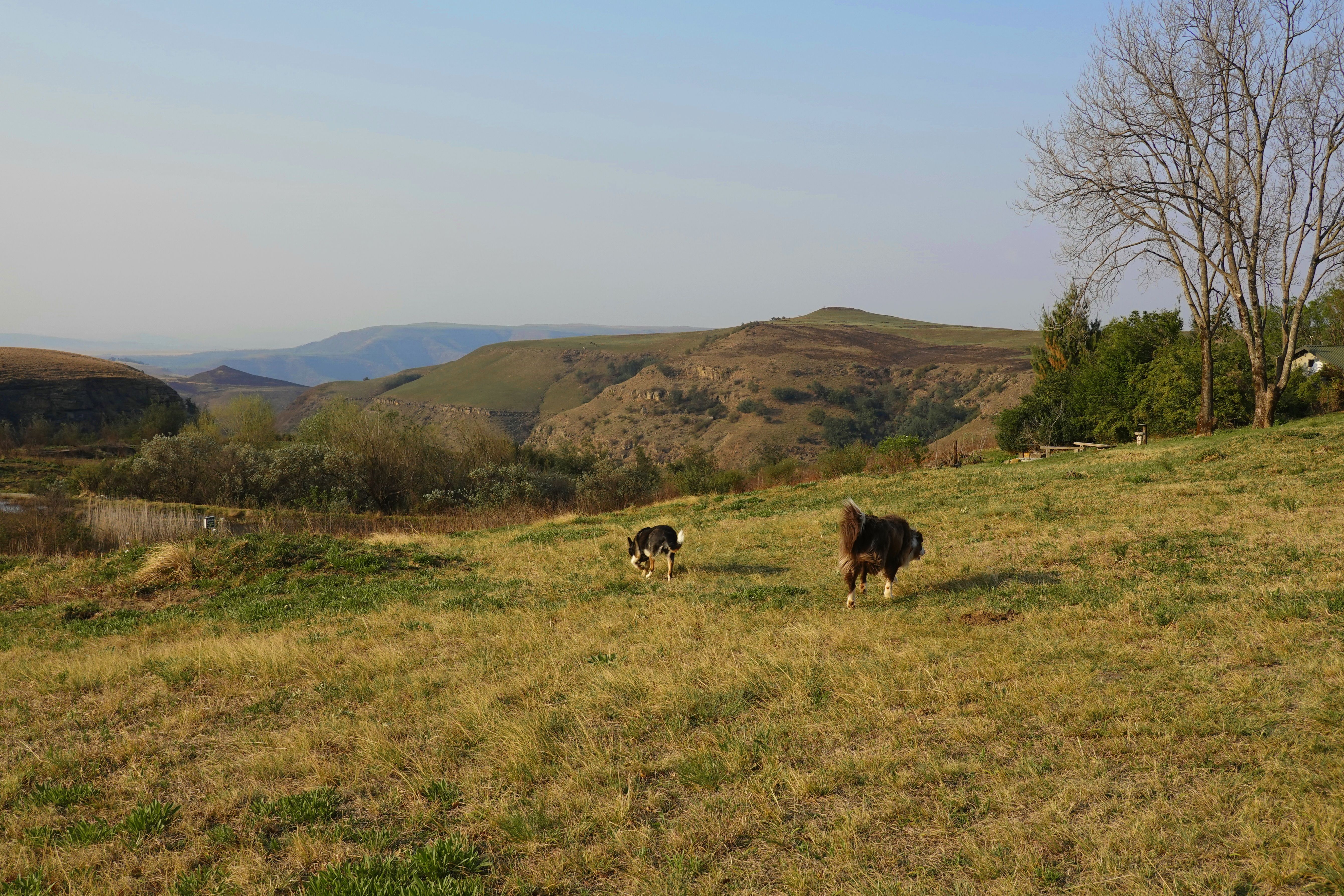 Scenic Pasture with Dogs in Rolling Hills · Free Stock Photo