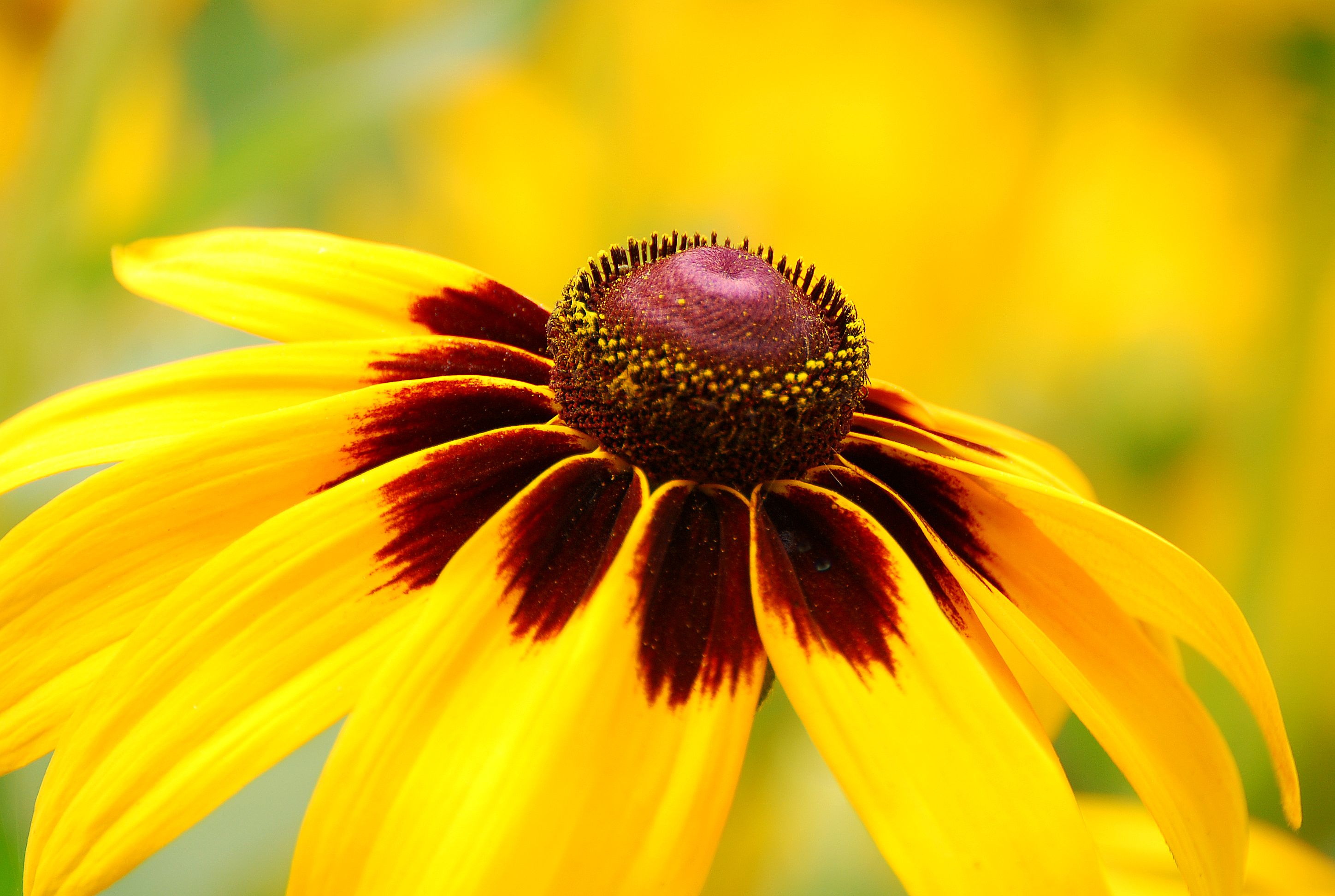 Vibrant Yellow Black-Eyed Susan in Bloom · Free Stock Photo