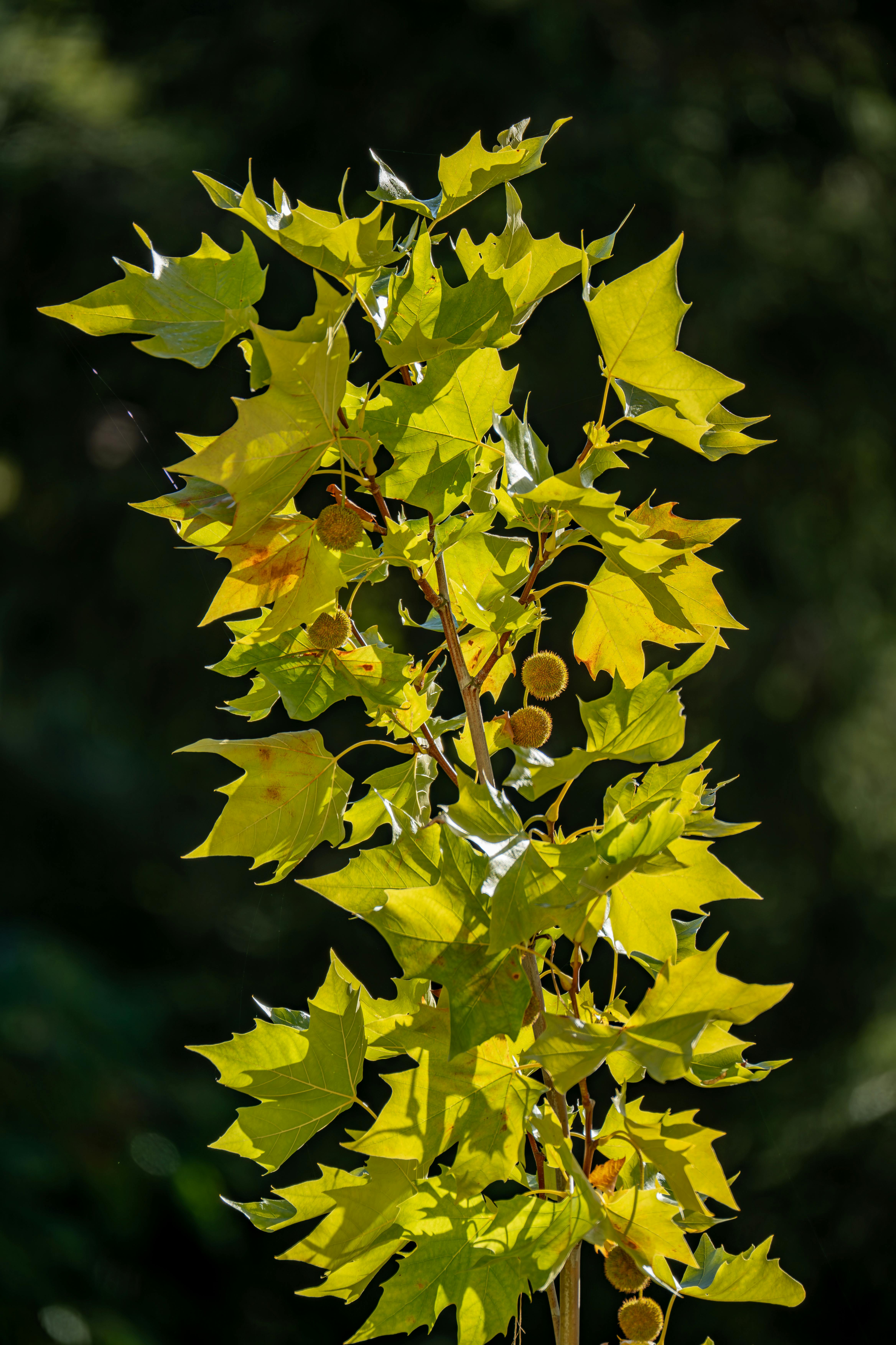 Platan Tree Photos, Download The BEST Free Platan Tree Stock Photos ...