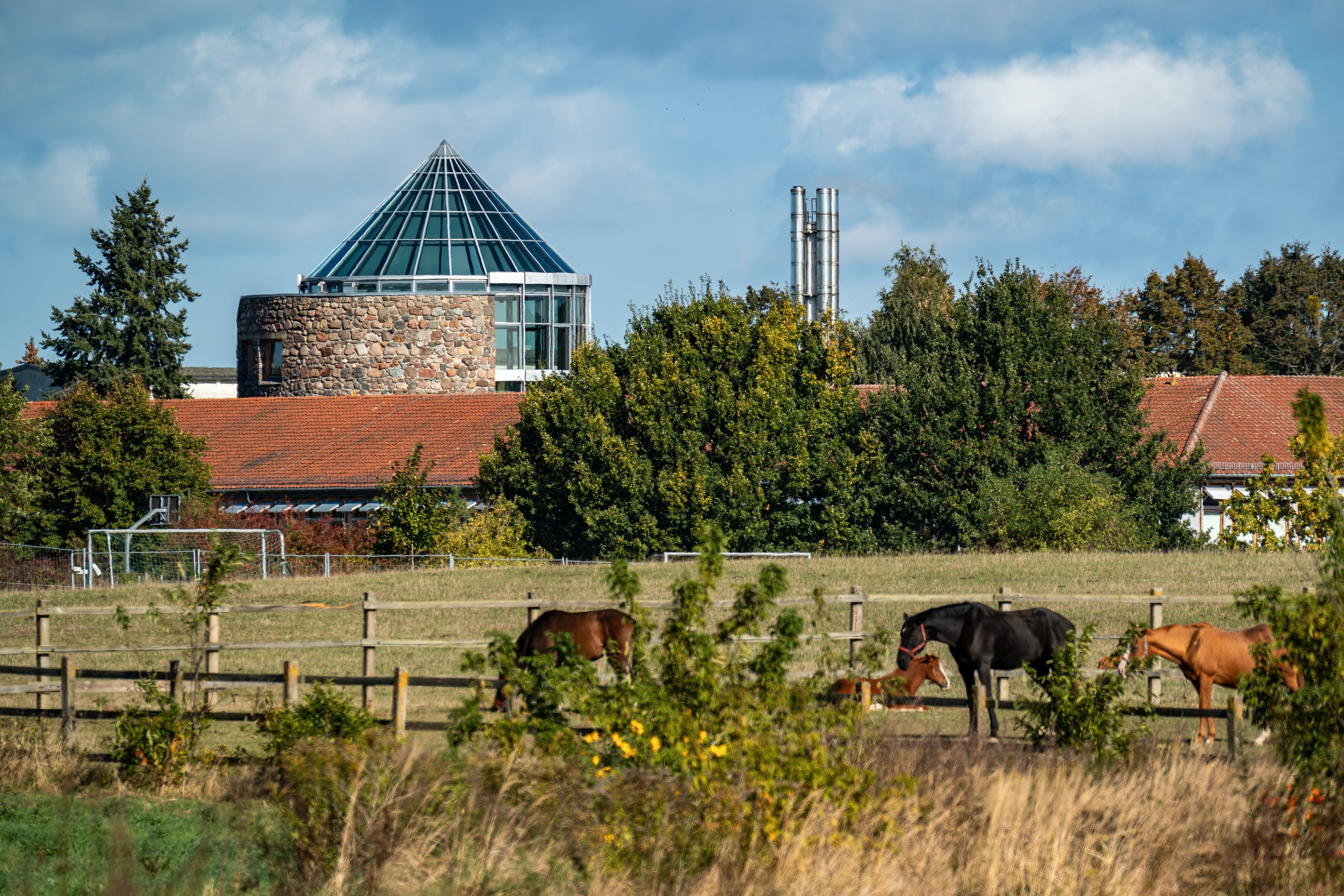 Pastoral Scene with Horses and Modern Architecture · Free Stock Photo