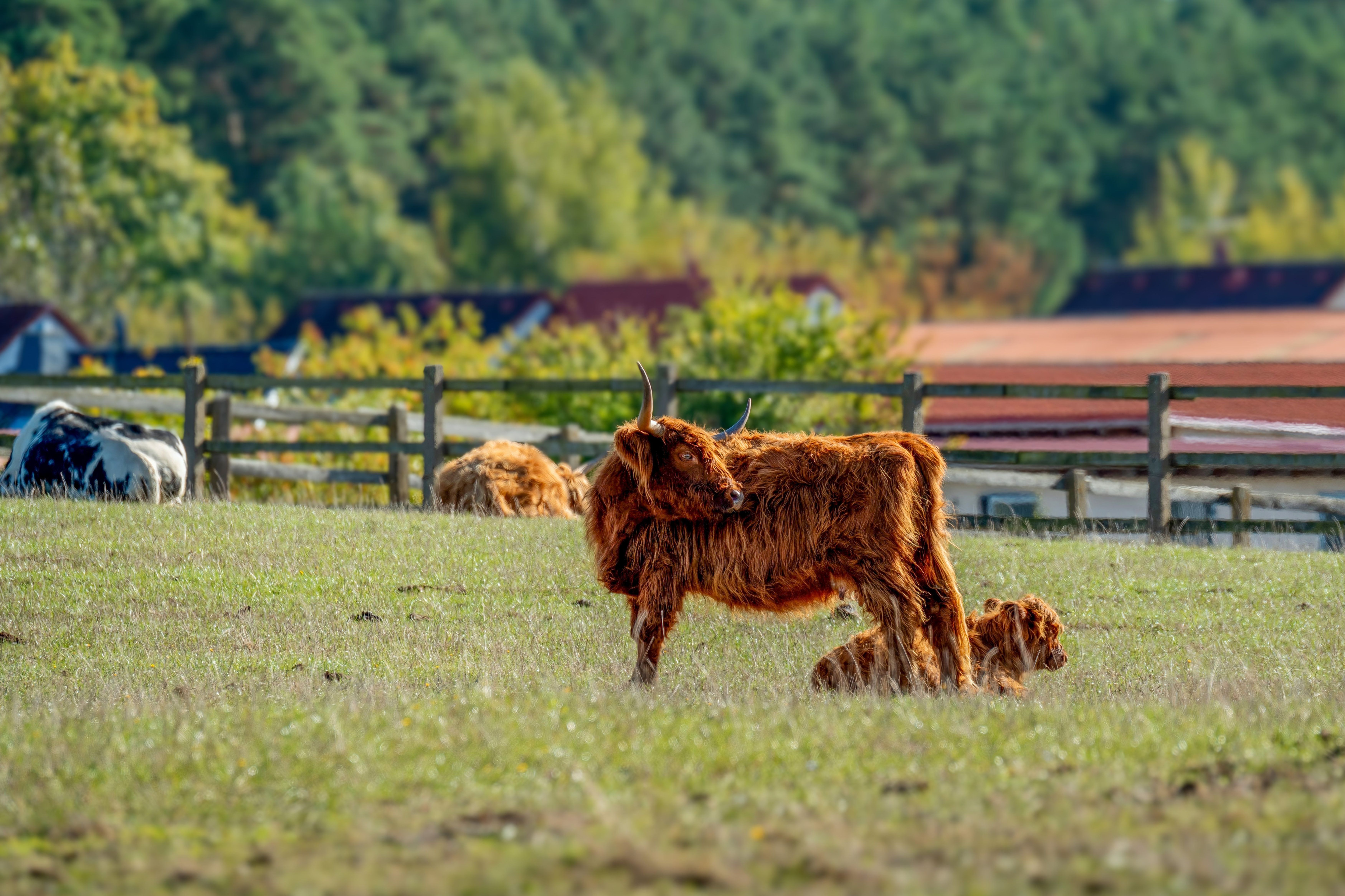 Highland Cattle Grazing in Scenic Farm Pasture · Free Stock Photo