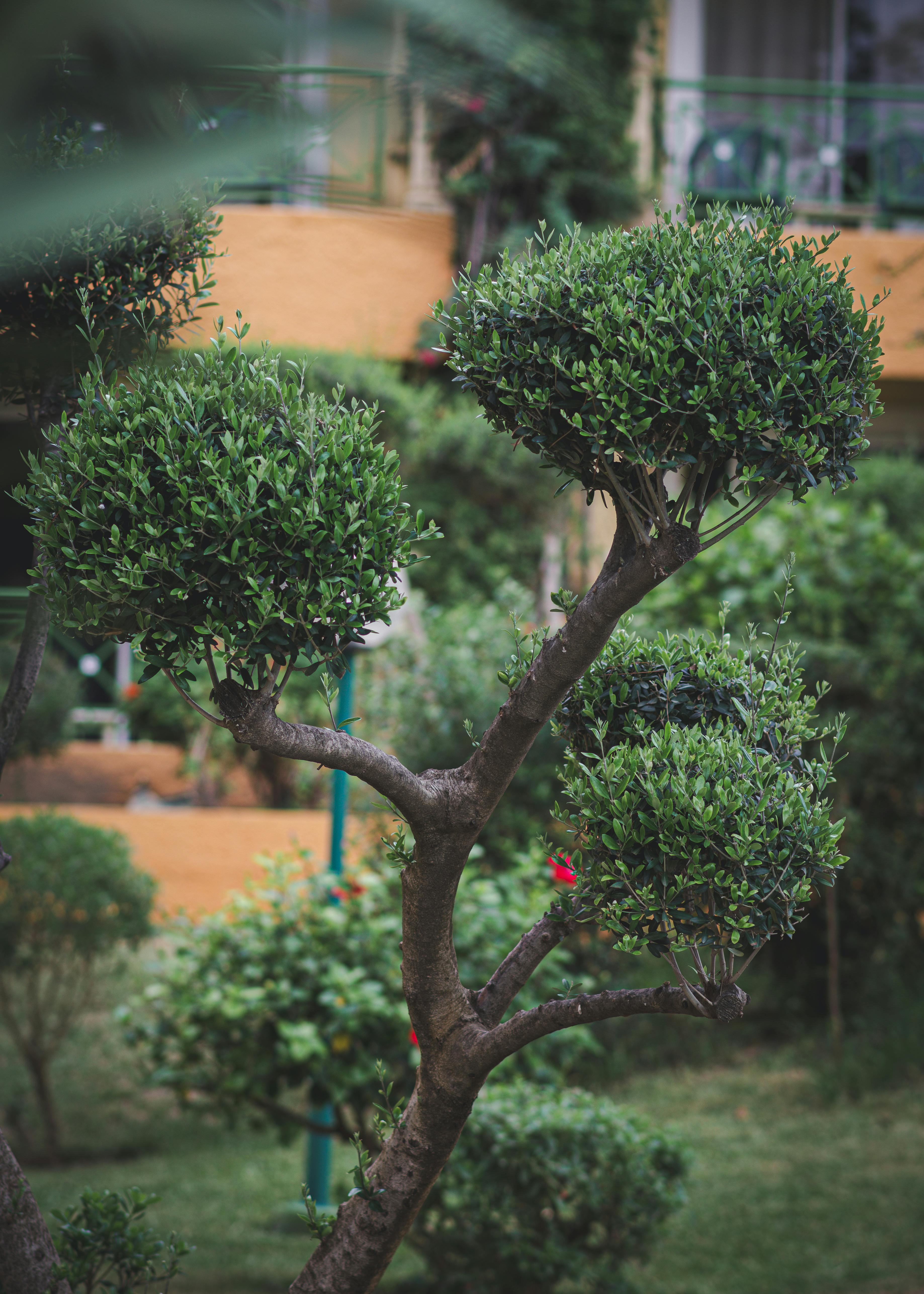 Scenic Garden with Manicured Trees in Tabarka · Free Stock Photo