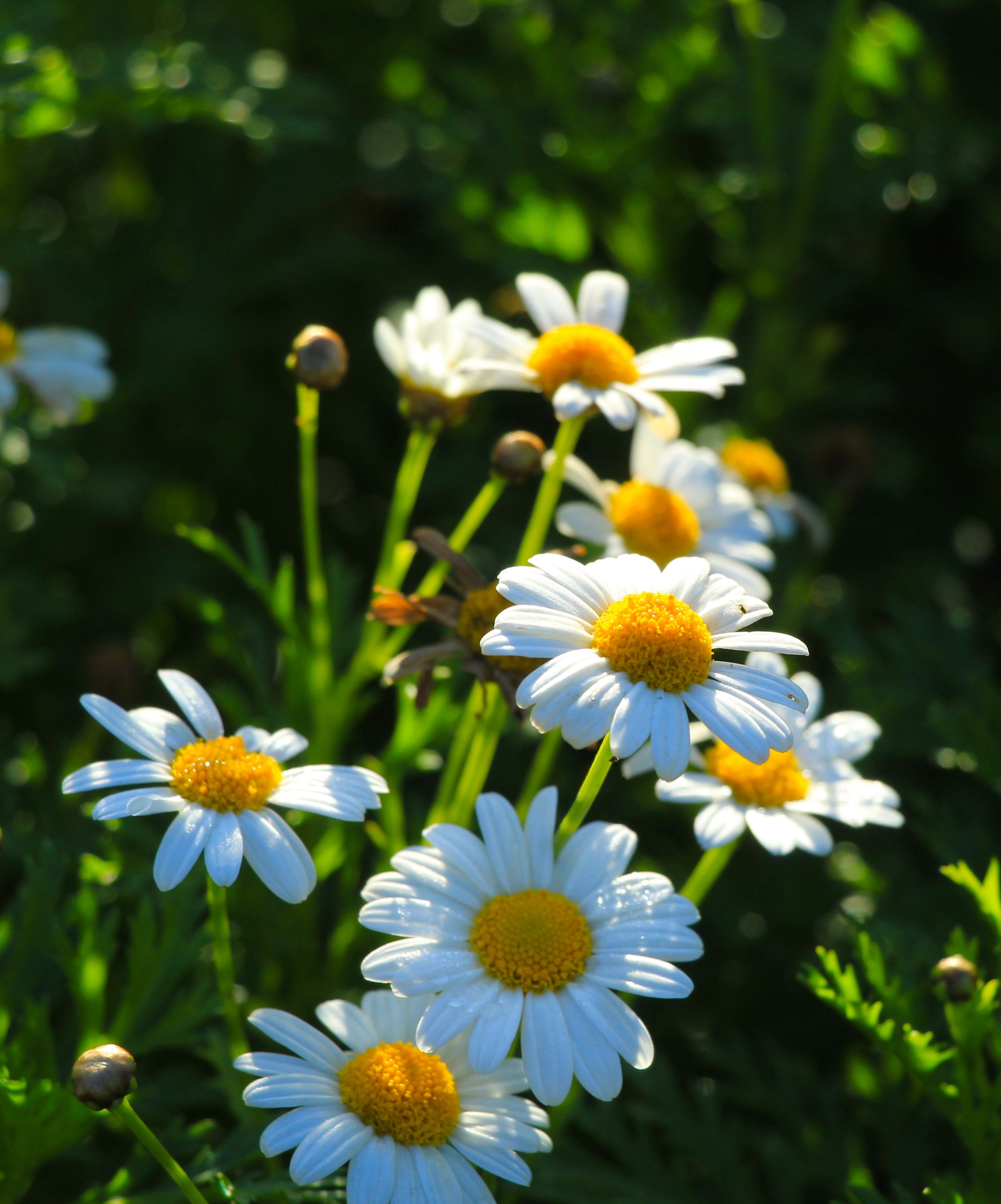 Close-up of Wild Daisies in Bloom Outdoors · Free Stock Photo