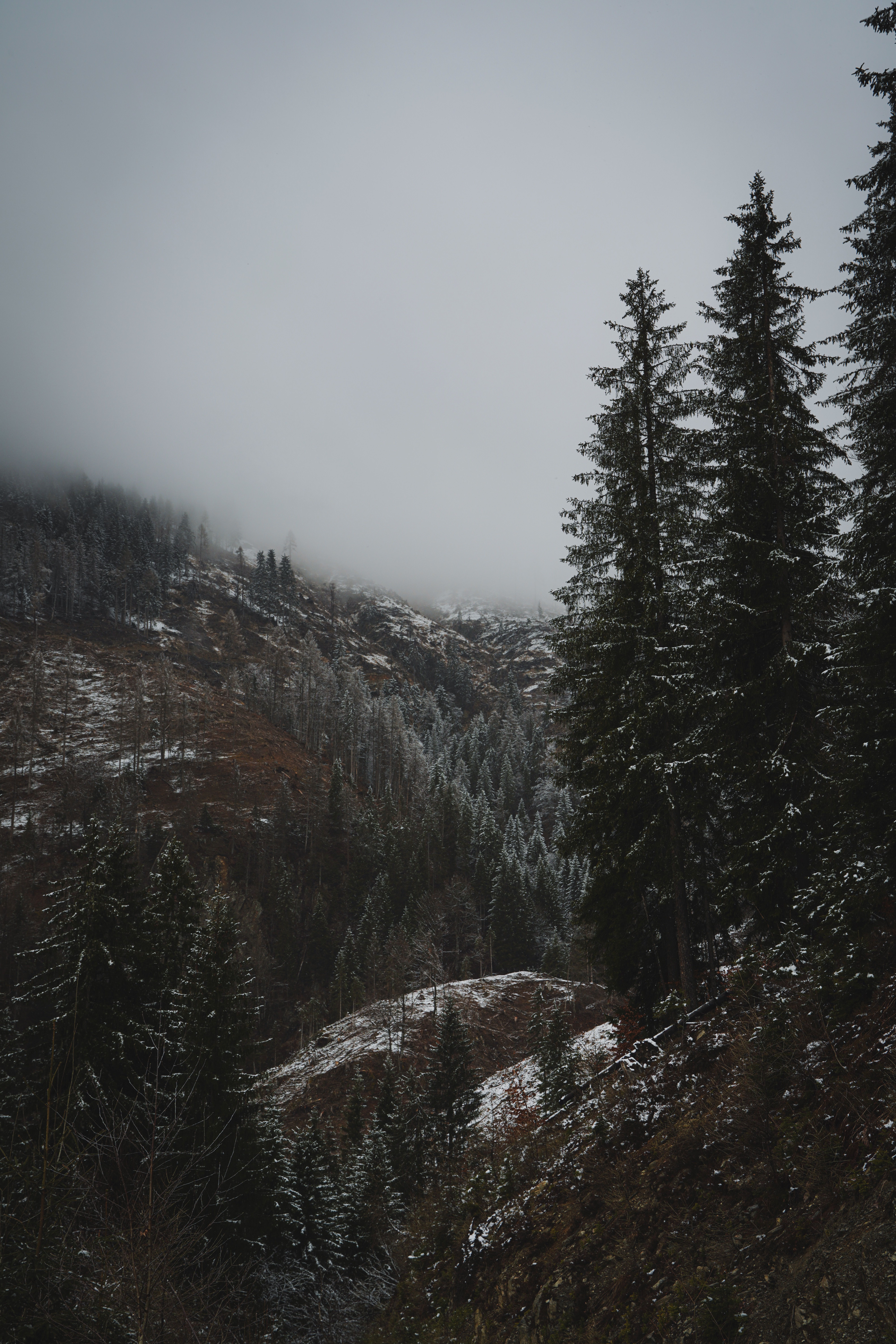 Grayscale Photo Of Pine Trees And Mountain · Free Stock Photo
