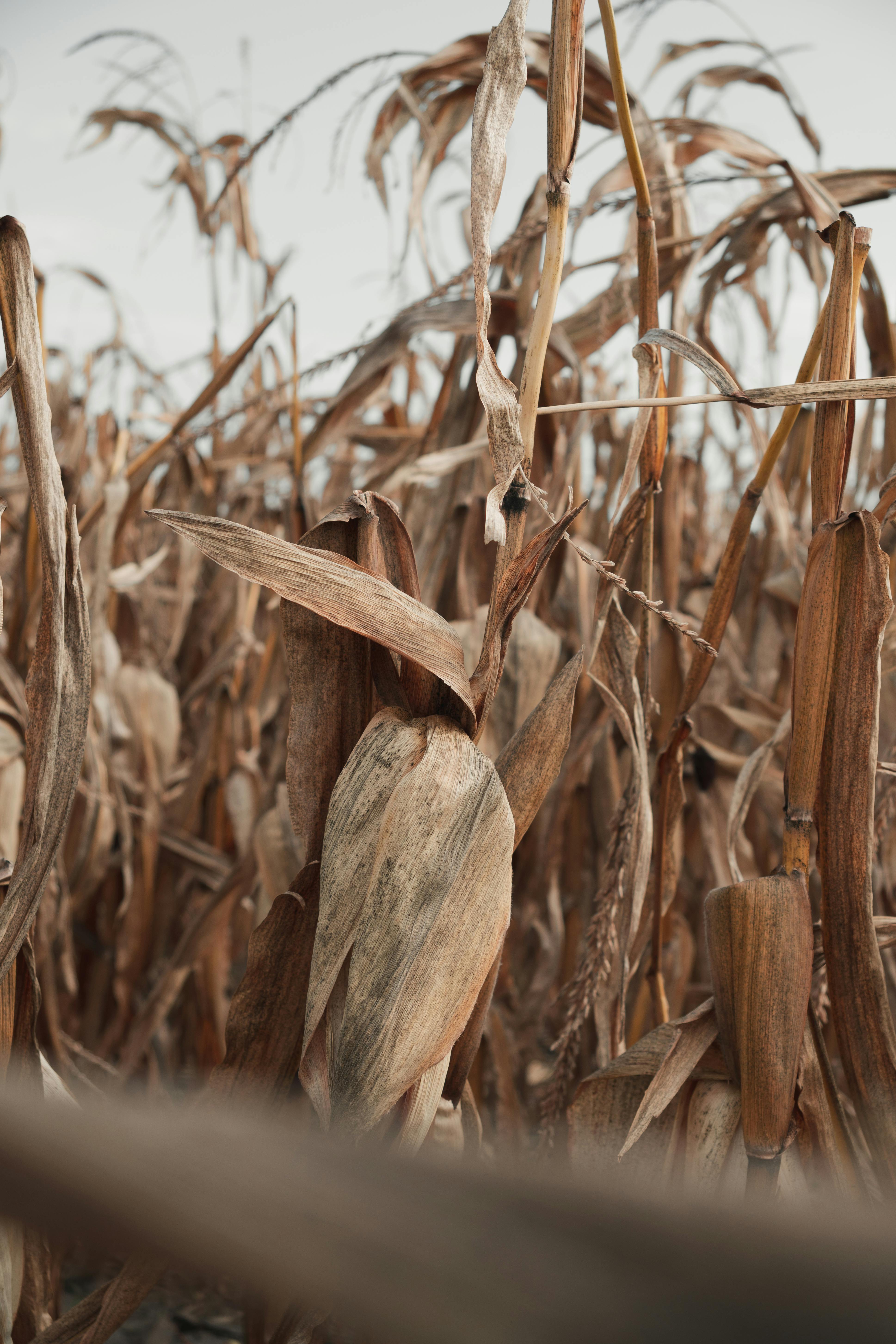 Dried Corn Stalks in Autumn Farmland · Free Stock Photo