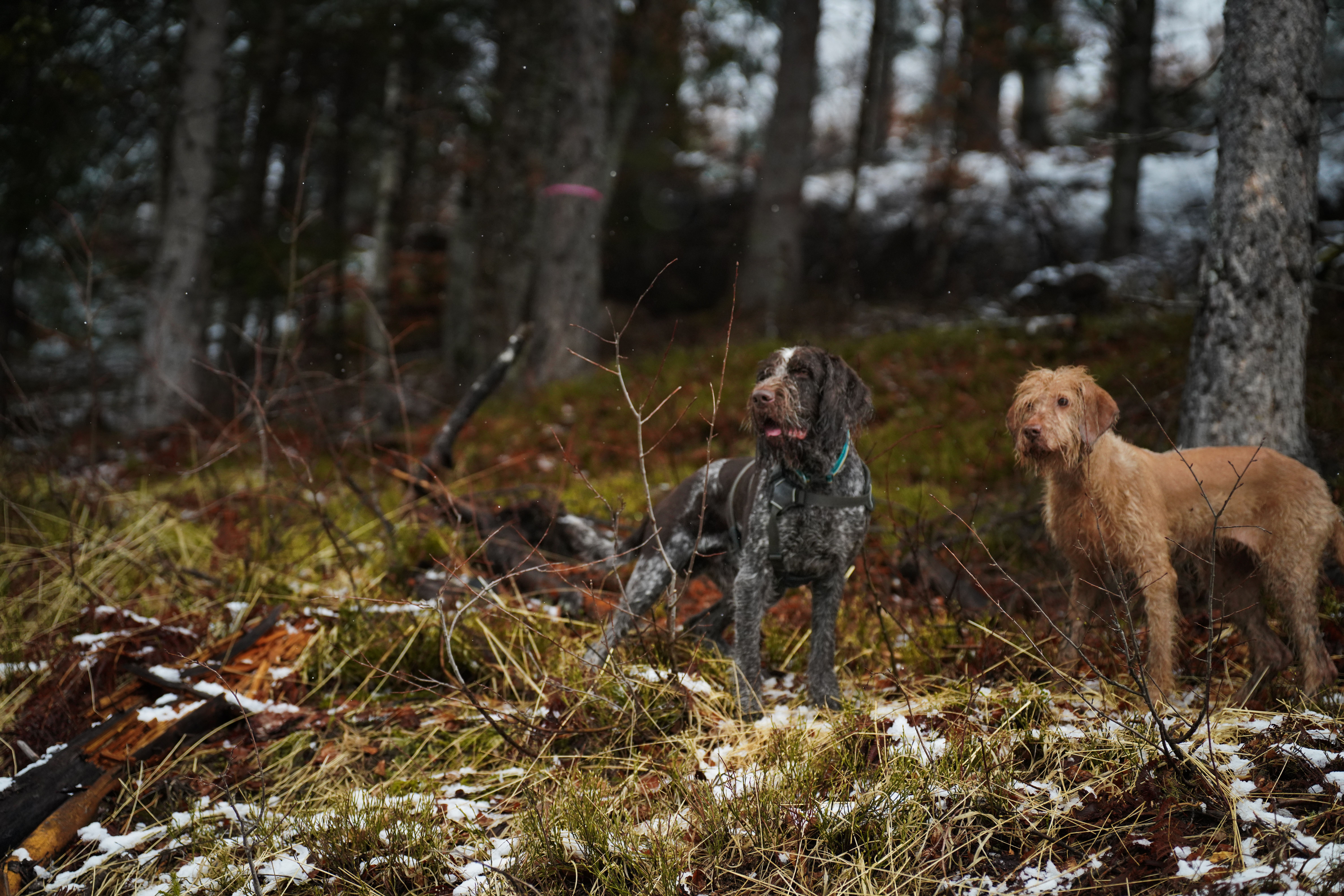 Two Dogs Exploring Snowy Forest Landscape · Free Stock Photo