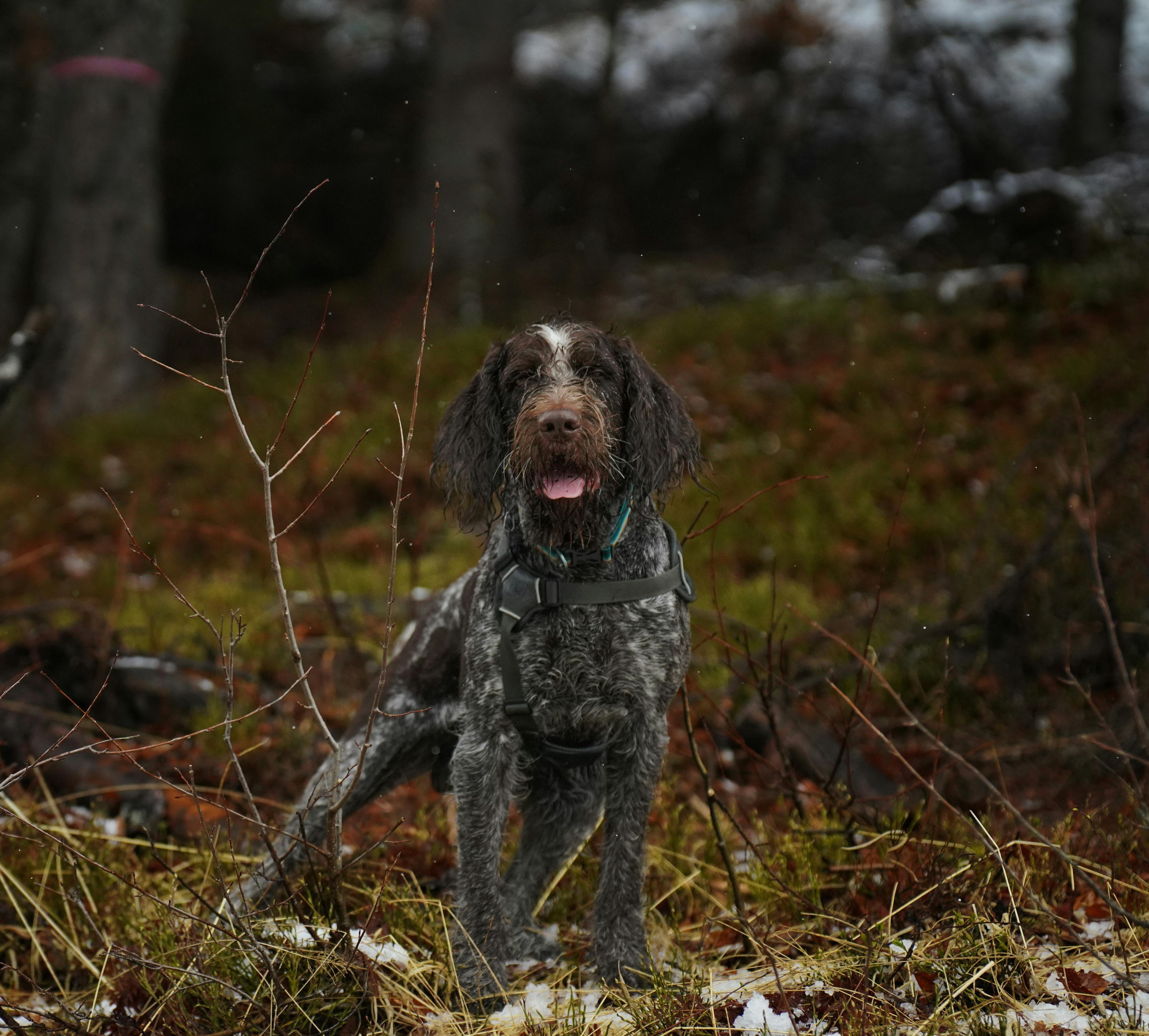 Outline Of Dog Photos, Download The BEST Free Outline Of Dog Stock ...