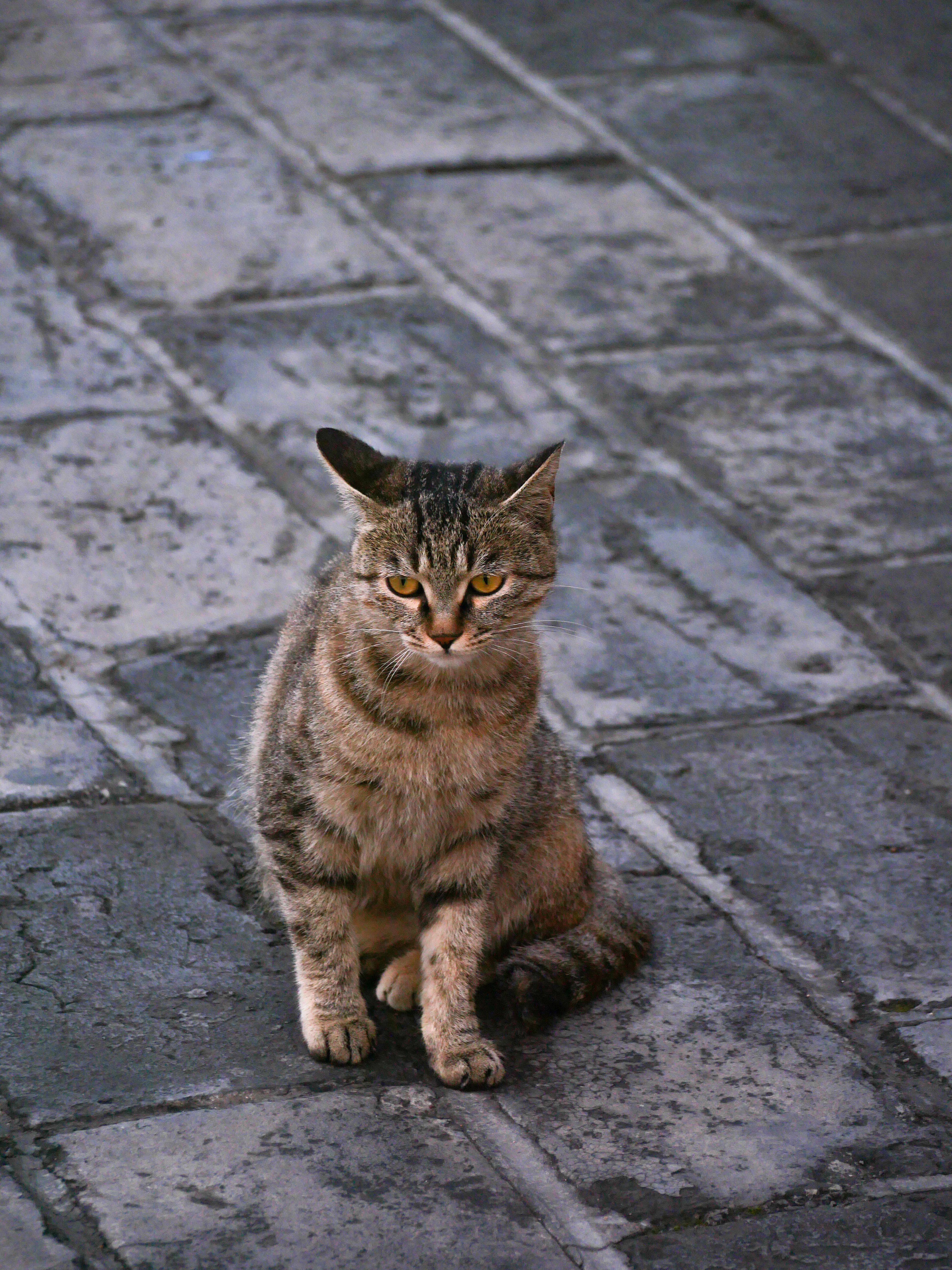 Street Cat on Urban Pathway · Free Stock Photo
