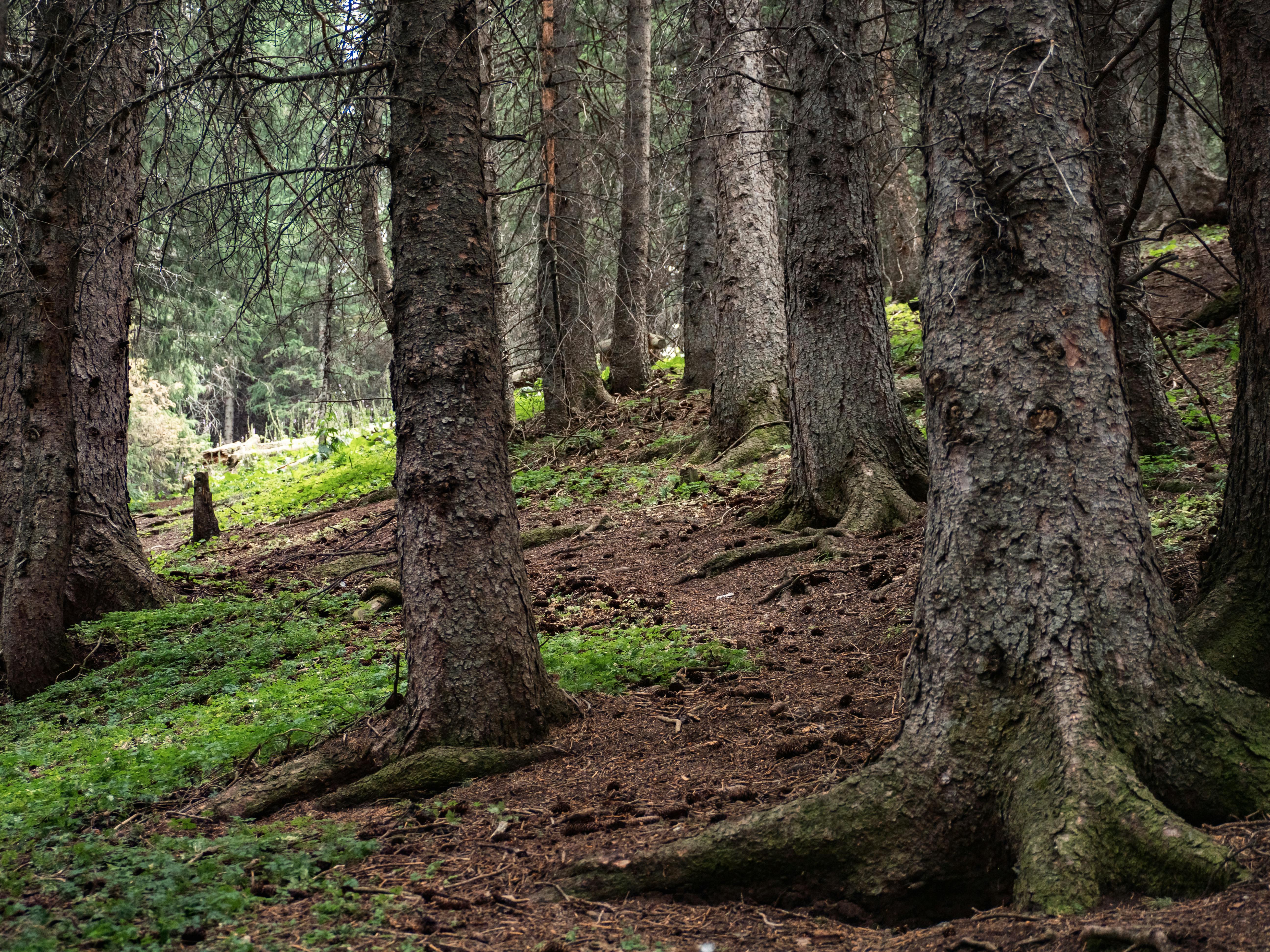 Hutan Pinus Yang Rimbun Dengan Padang Rumput Yang Disinari Matahari ...