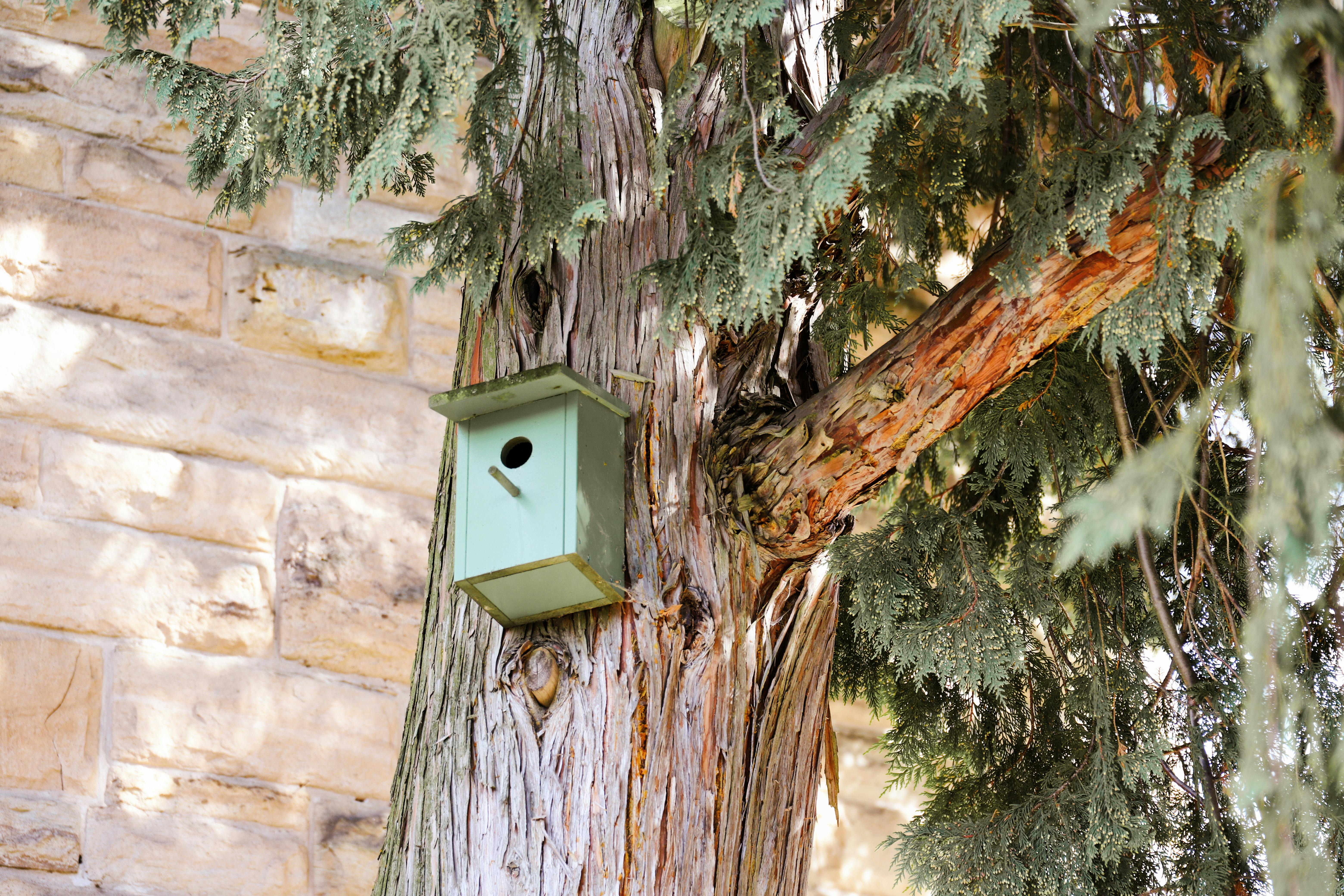 Wooden Birdhouse on Tree in Castle Yard · Free Stock Photo
