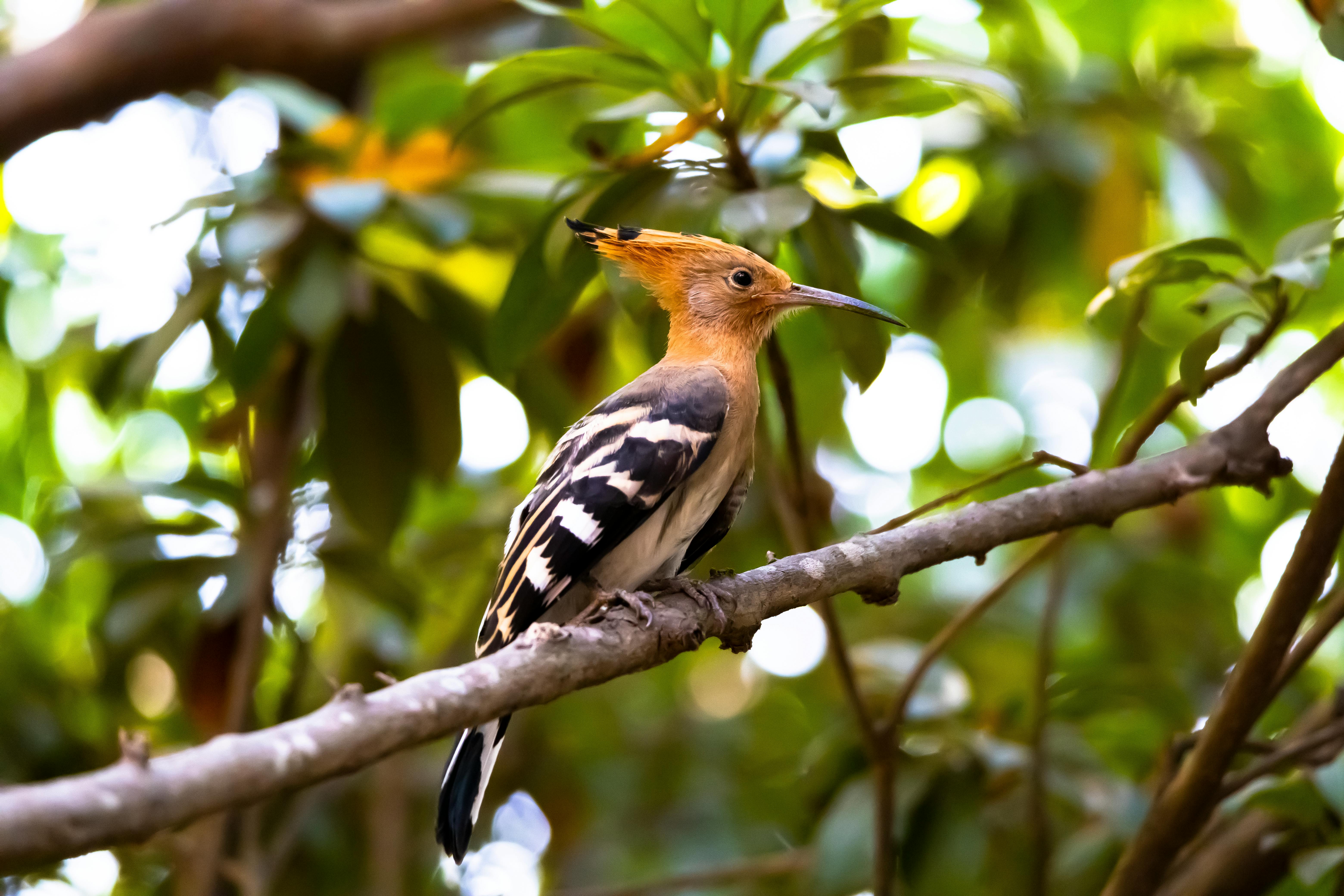 Elegant Eurasian Hoopoe in Mysuru, India · Free Stock Photo