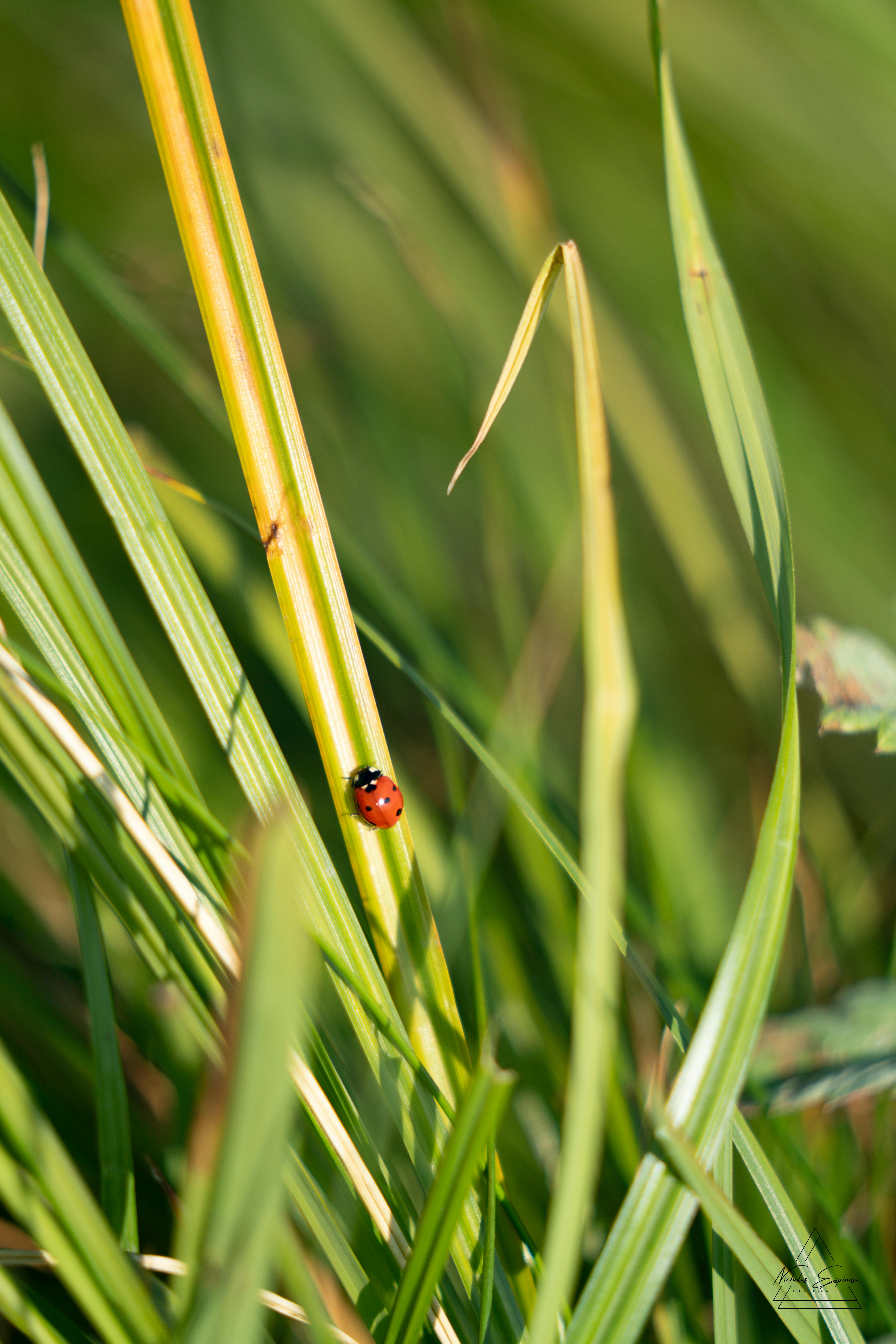 Red Ladybug on Green Grass Blade in Summer Sunlight · Free Stock Photo