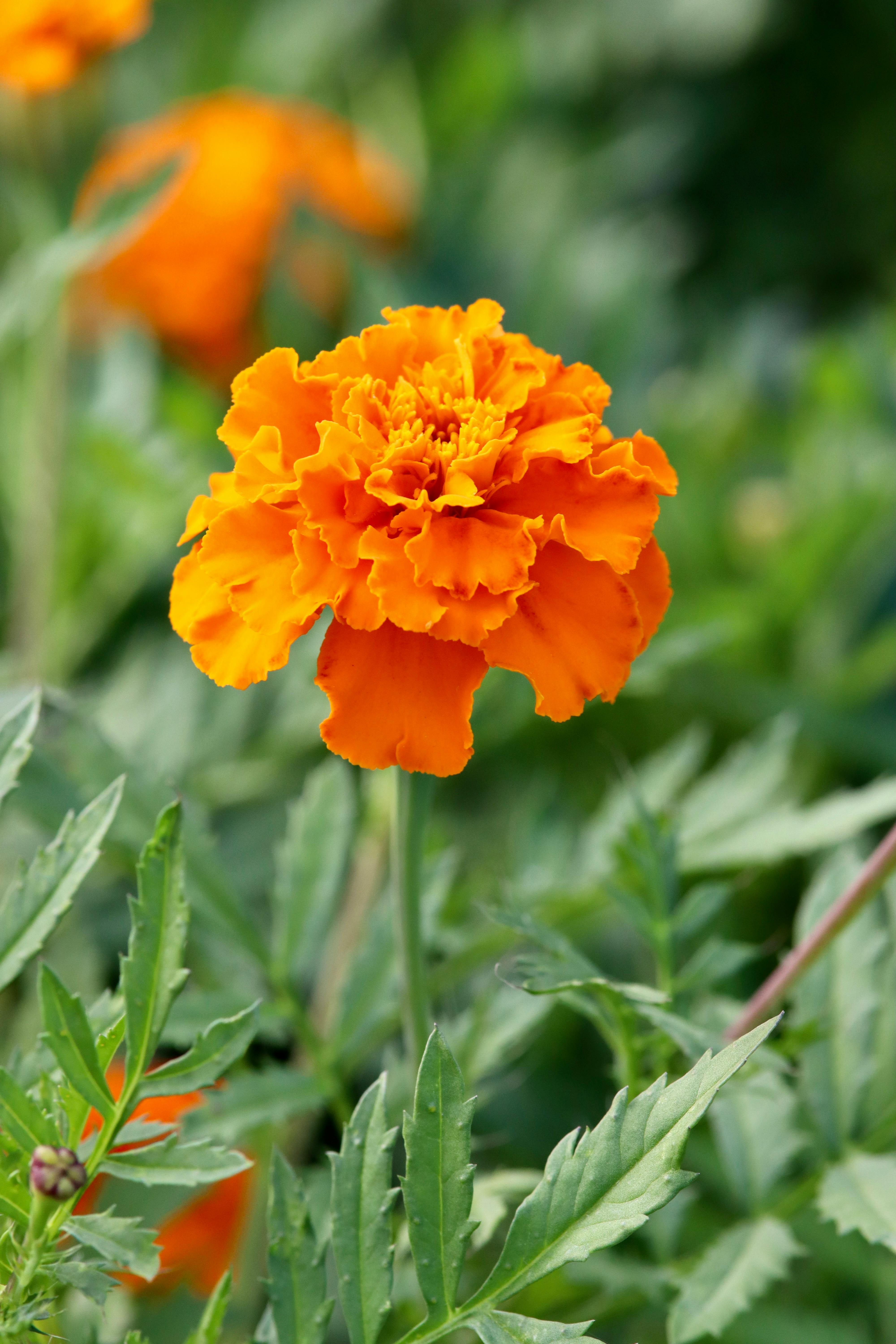 Wallpaper Marigold Flower Wallpapers Blooming Marigold Flowers With