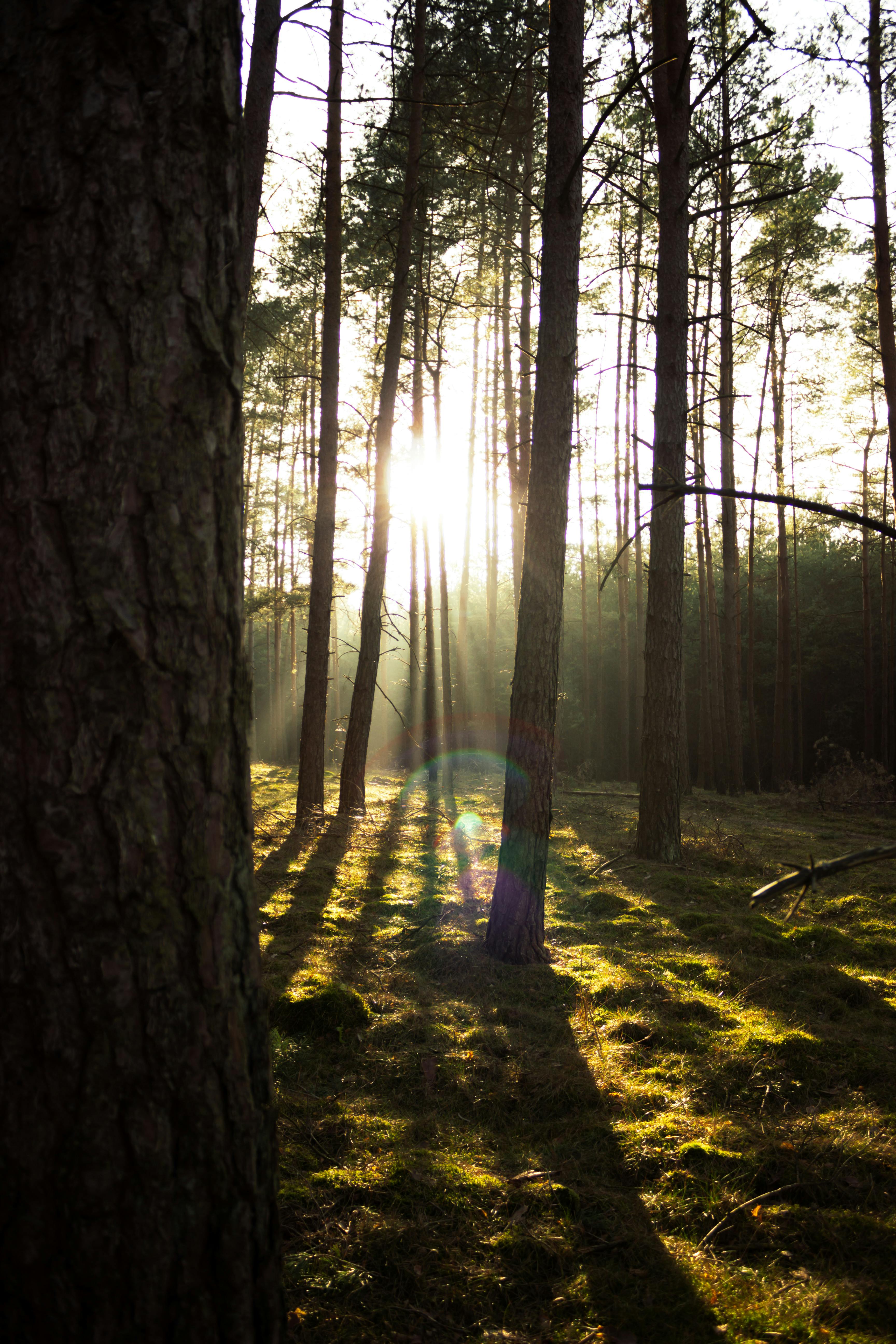 Free stock photo of coniferous, coniferous trees, evening sun