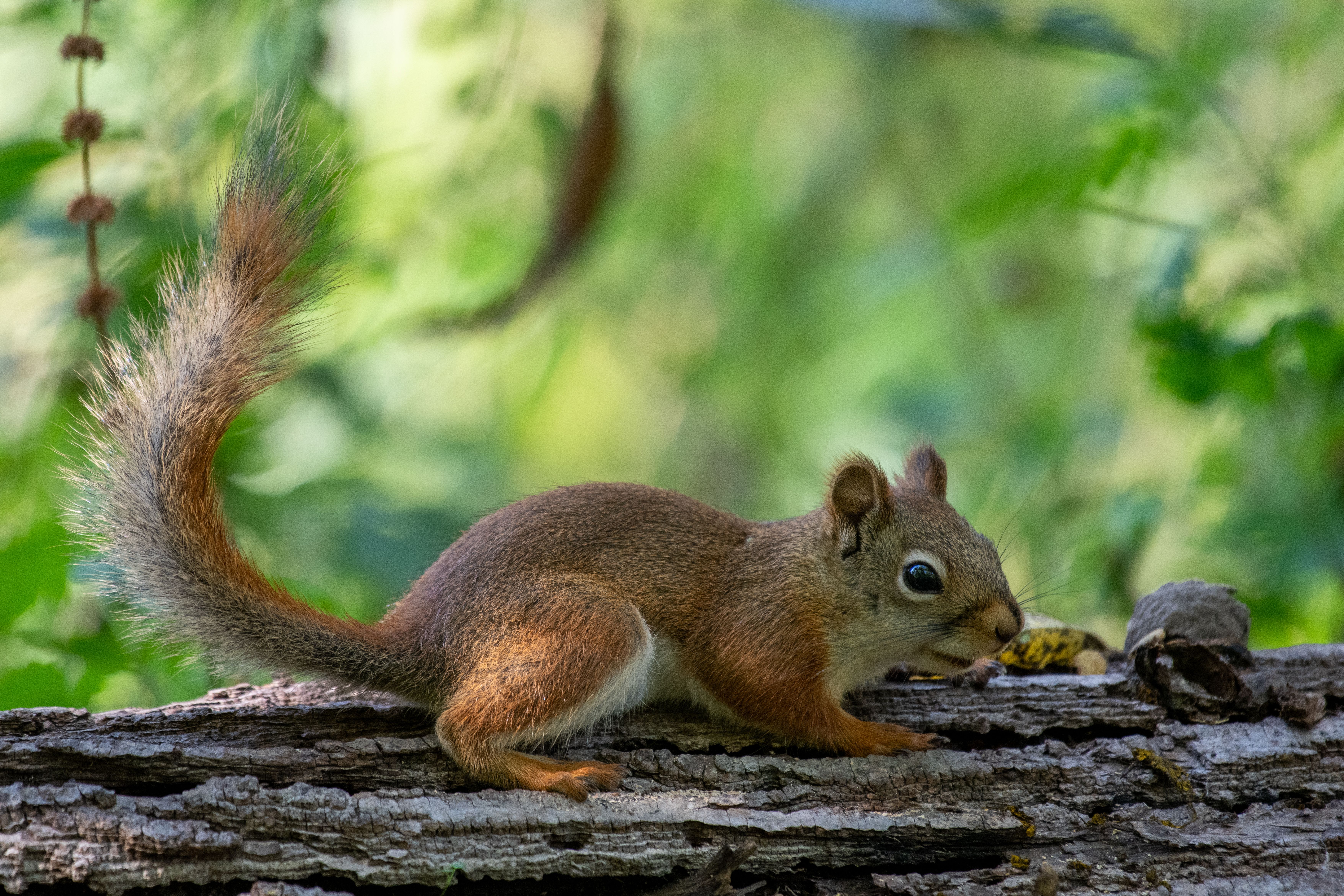 Curious Red Squirrel on a Forest Log · Free Stock Photo