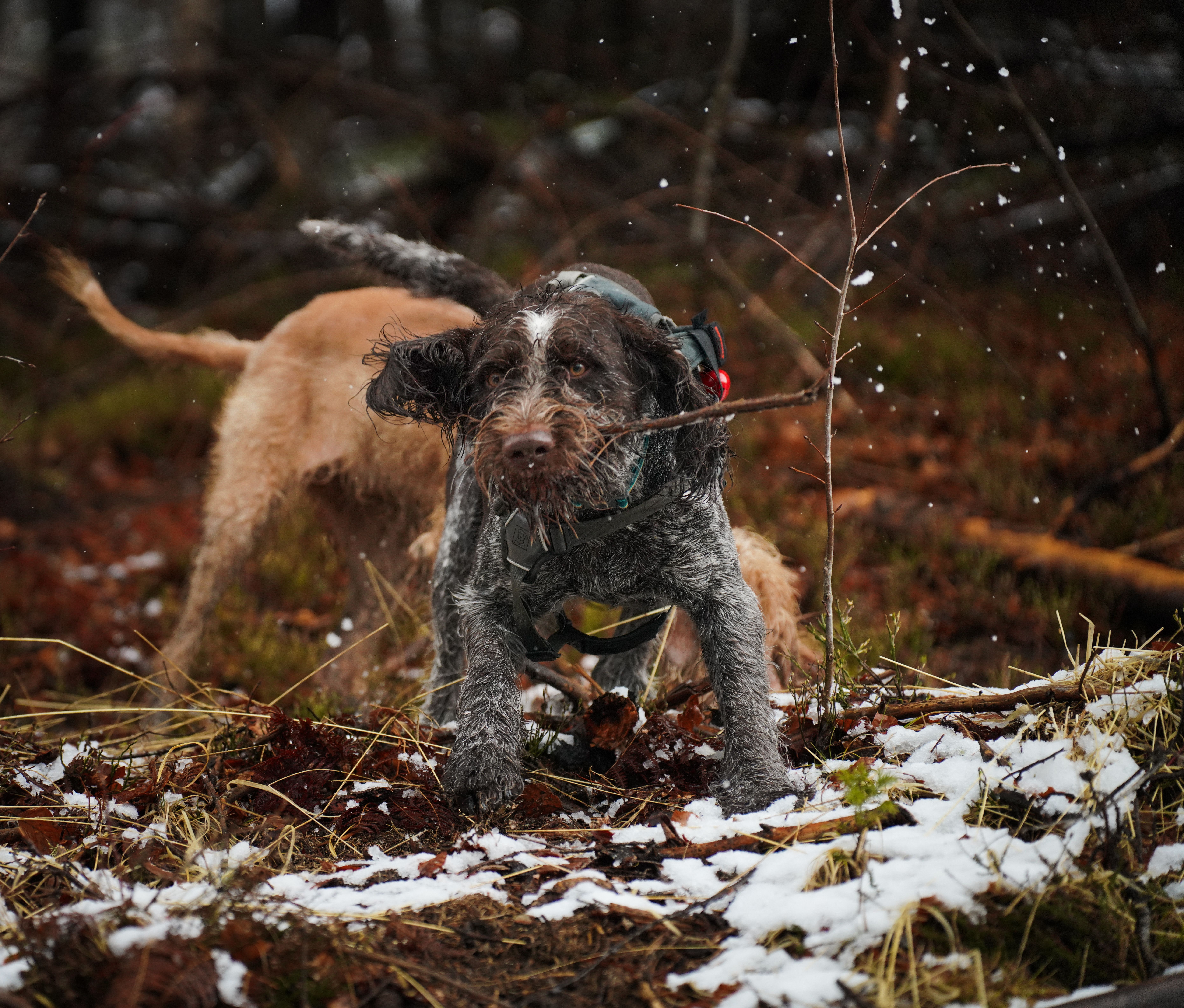 Energetic Hunting Dog Playing in Snowy Forest · Free Stock Photo